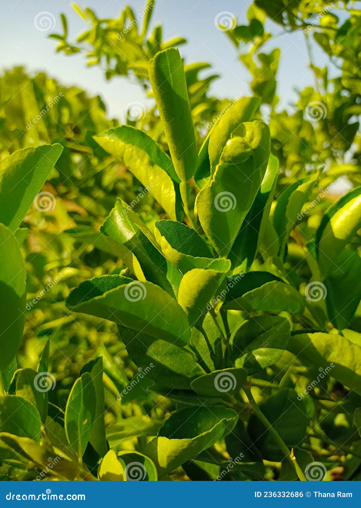 Green Lemon Tree Leaves, Close Up View Stock Photo - Image of landscape ...
