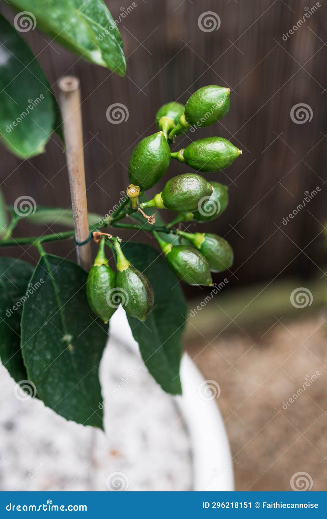 Close-up of Lemon Tree with Lemons Forming on a Branch Stock Image ...
