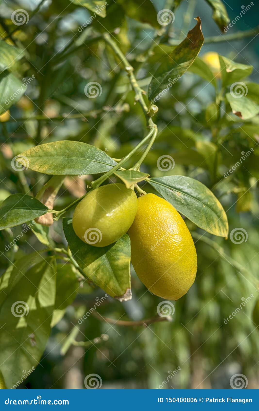Close up of a lemon tree stock photo. Image of branch - 150400806