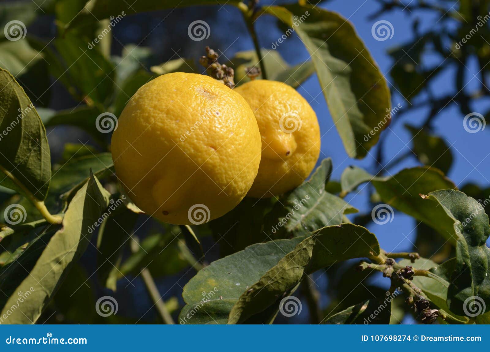 Close Up of Lemons Hanging from a Tree Stock Photo - Image of peel ...