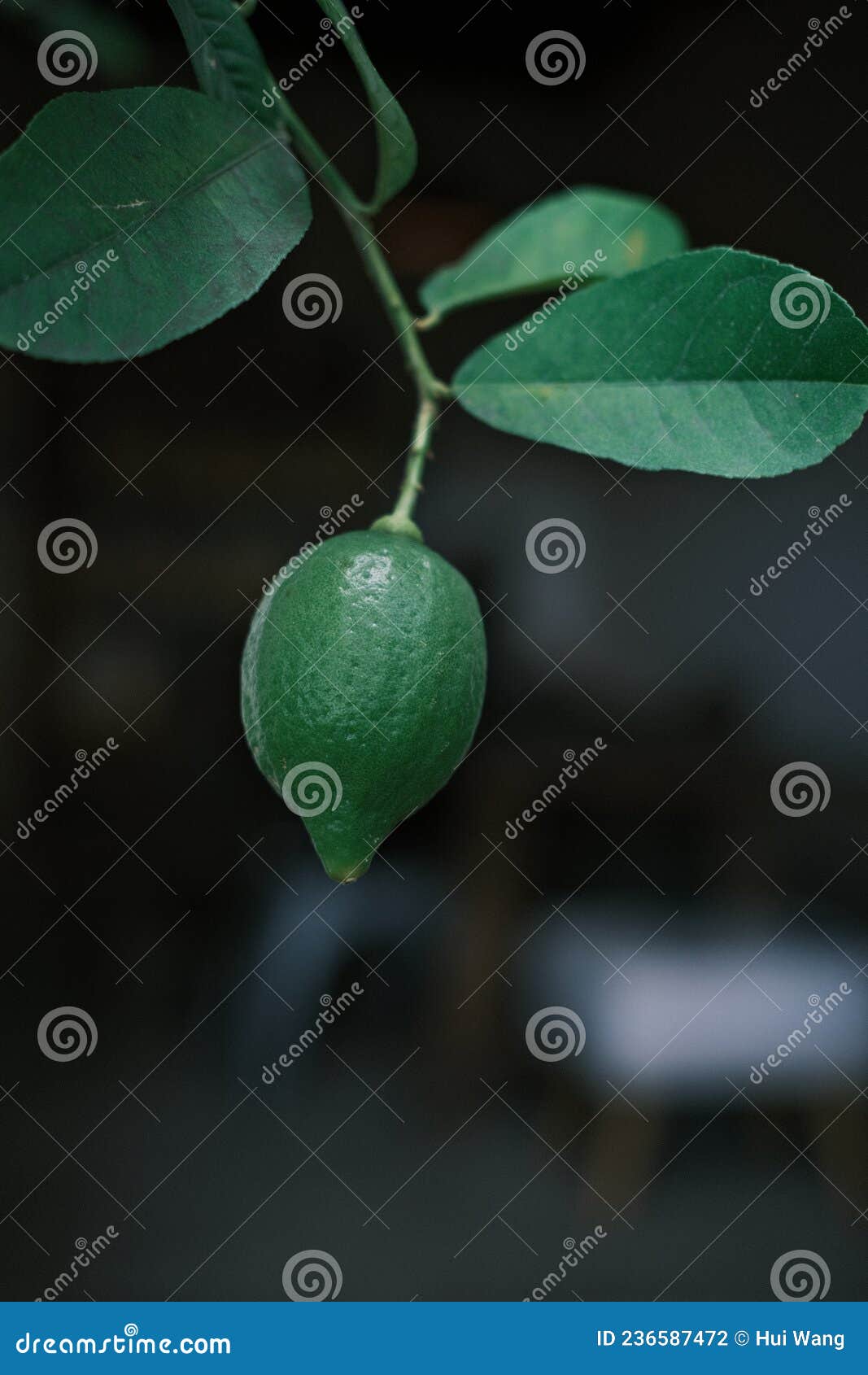 A Close-up of Lemons on a Lemon Tree Stock Photo - Image of leaf, petal ...