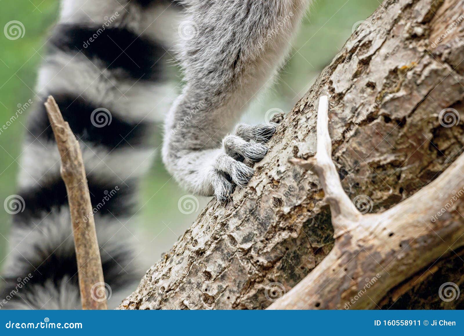 Close Up of a Lemur Claw on Tree Trunk Stock Image - Image of climb ...
