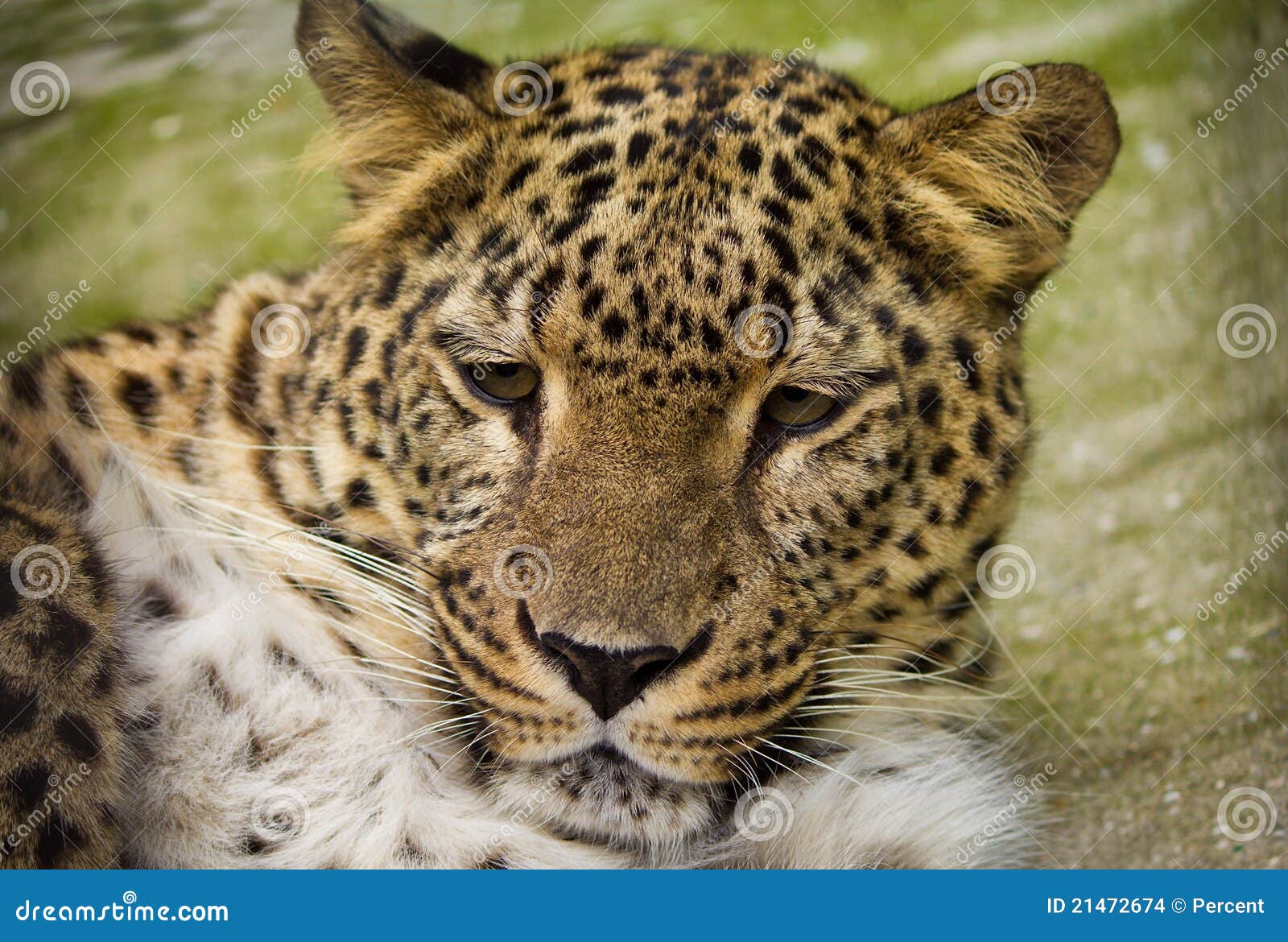 Close-up leopard stock photo. Image of selective, muzzle - 21472674