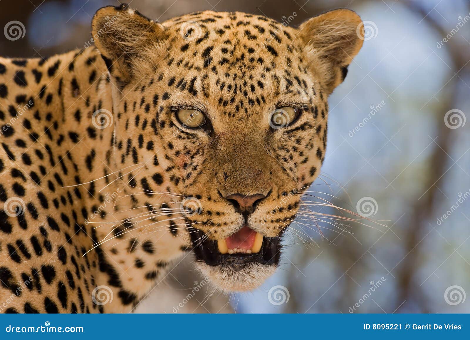 Close-up of leopard stock image. Image of eyes, hunter - 8095221