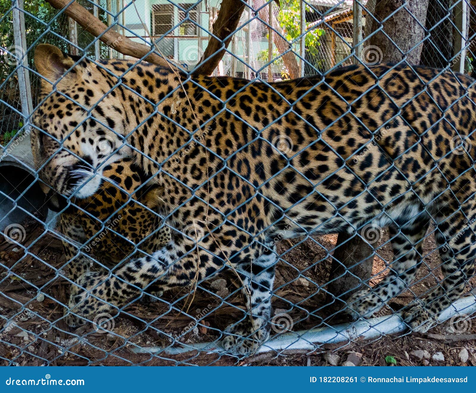 Close up leopard in cage stock image. Image of cage - 182208261