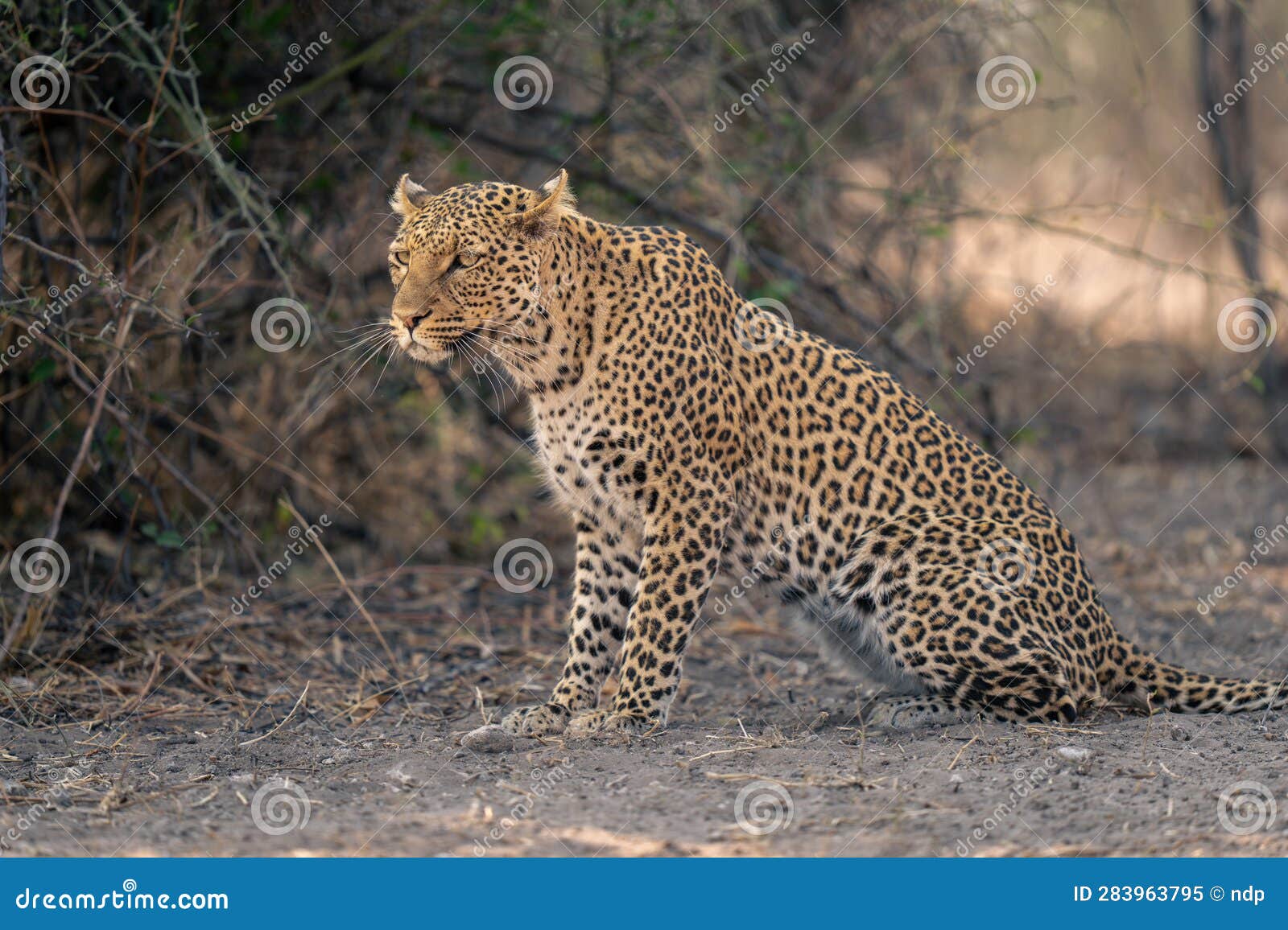 Close-up of Leopard Crouching on Sandy Ground Stock Image - Image of ...