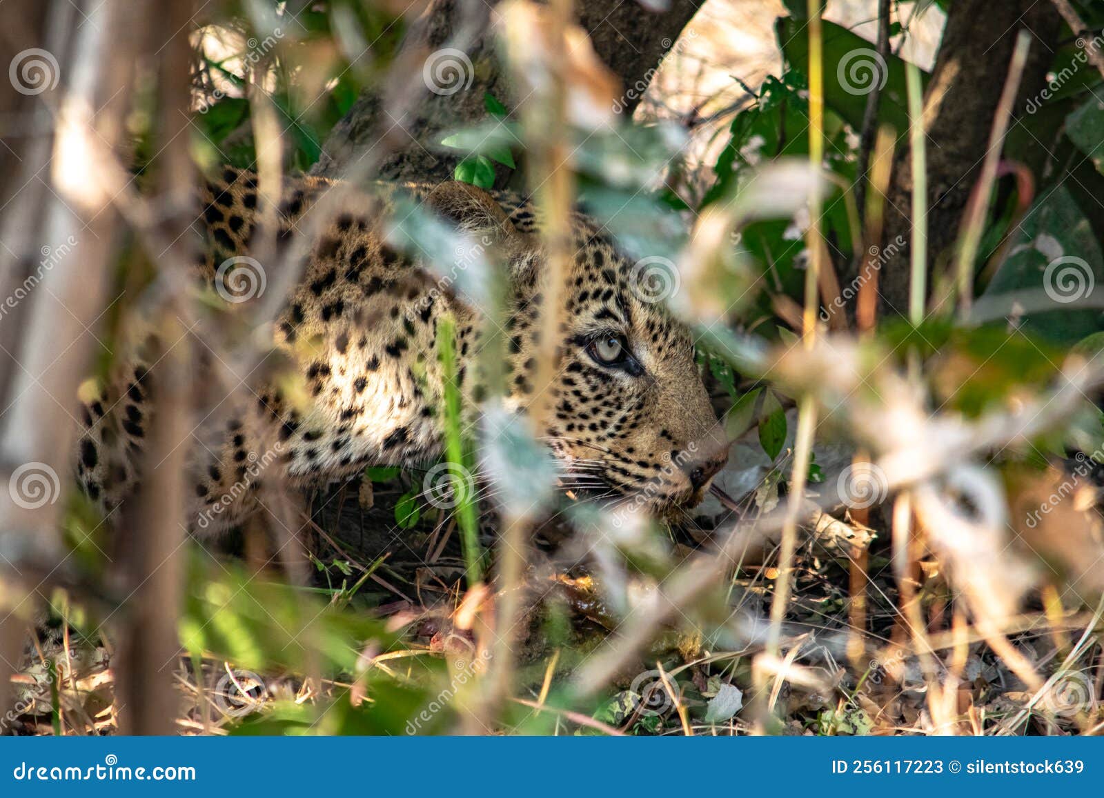 Close-up of a Leopard Eating an Impala in the Bush Stock Image - Image ...