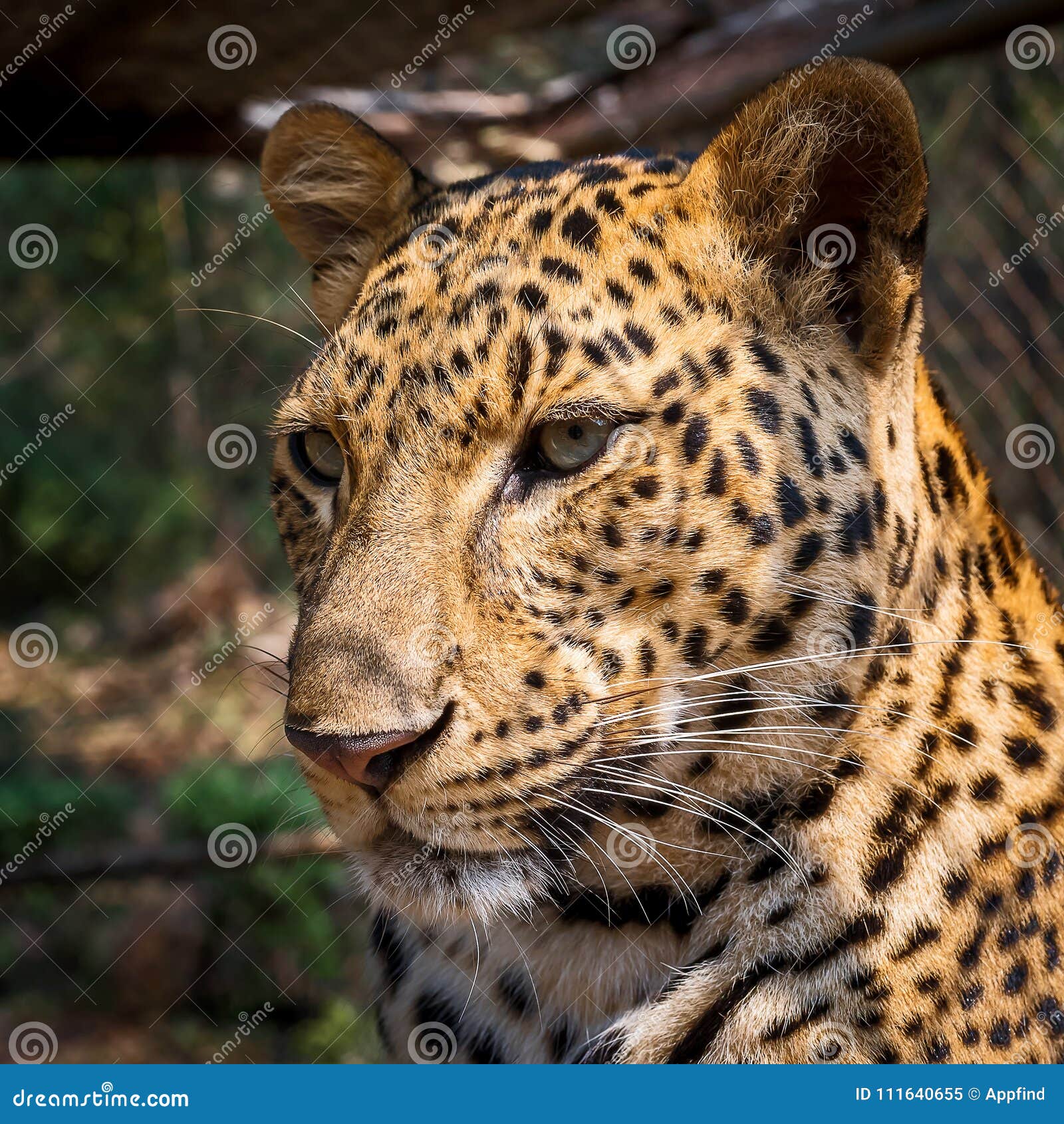 Close up Leopard. stock image. Image of park, panther - 111640655