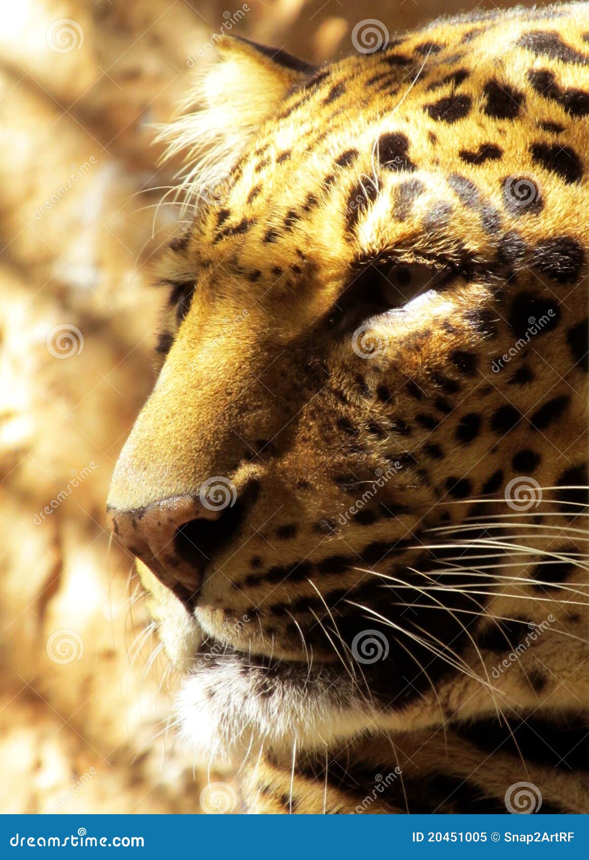Close-up Leopard Face Side View Stock Image - Image of beautiful ...
