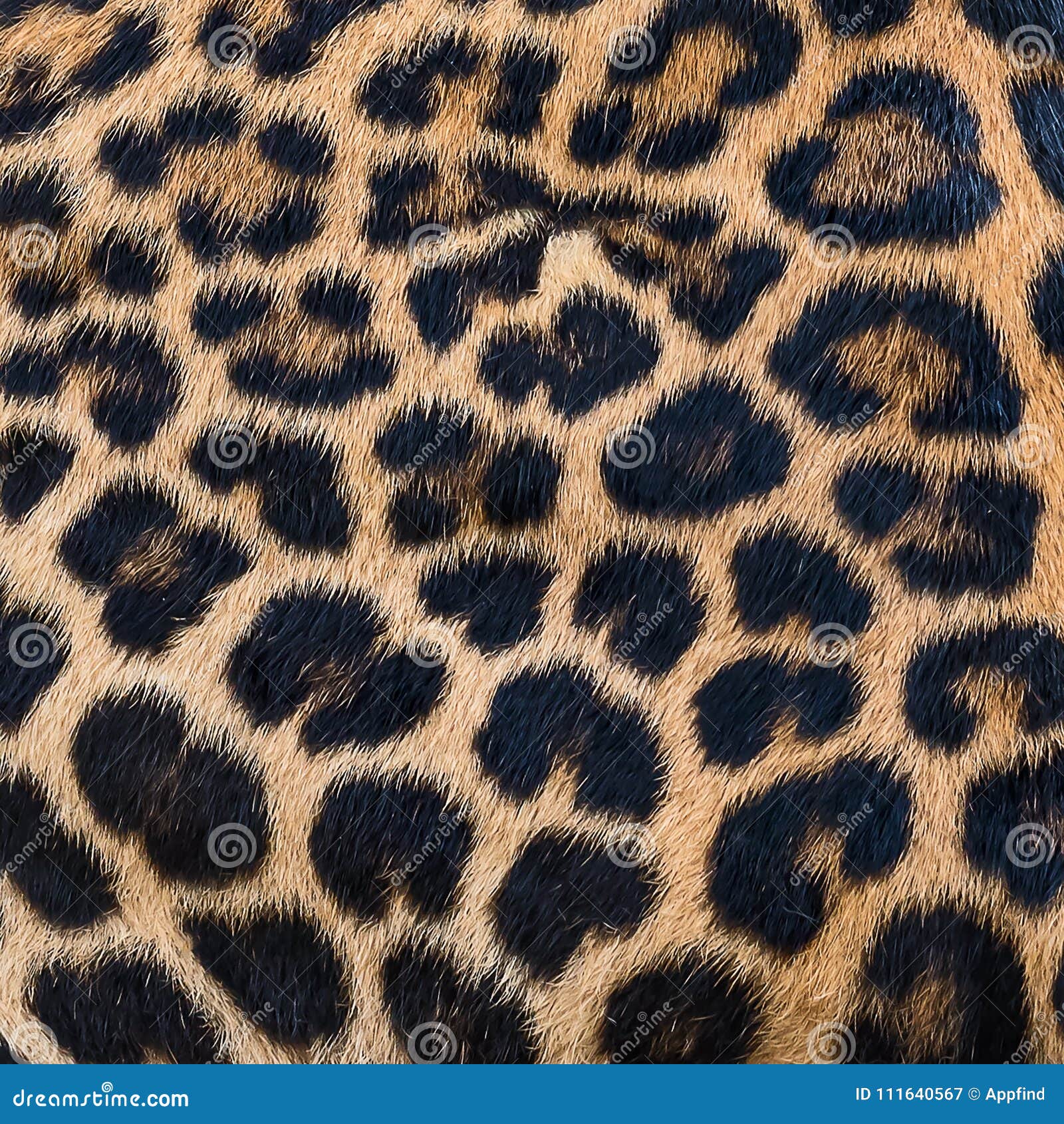 Leopard fur background. stock image. Image of coat, africa - 111640567