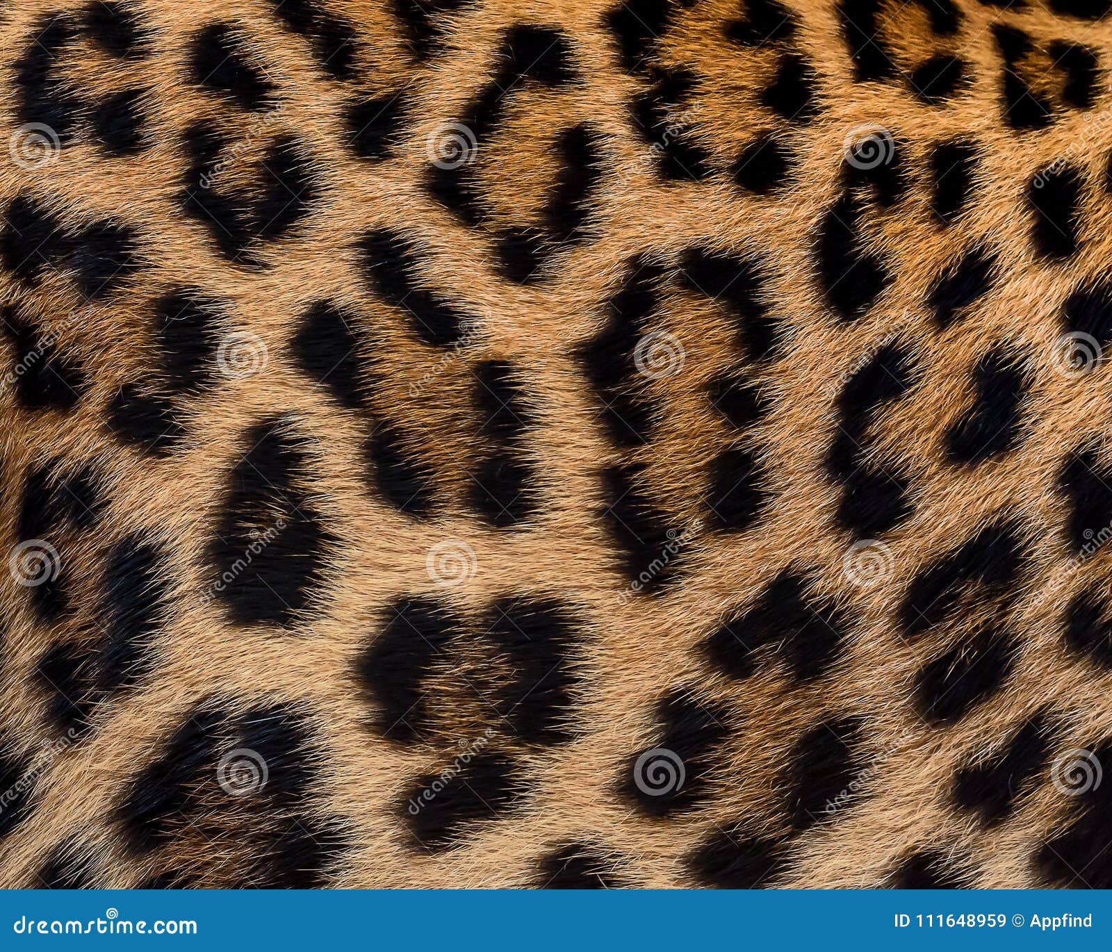 Leopard fur background. stock image. Image of orange - 111648959