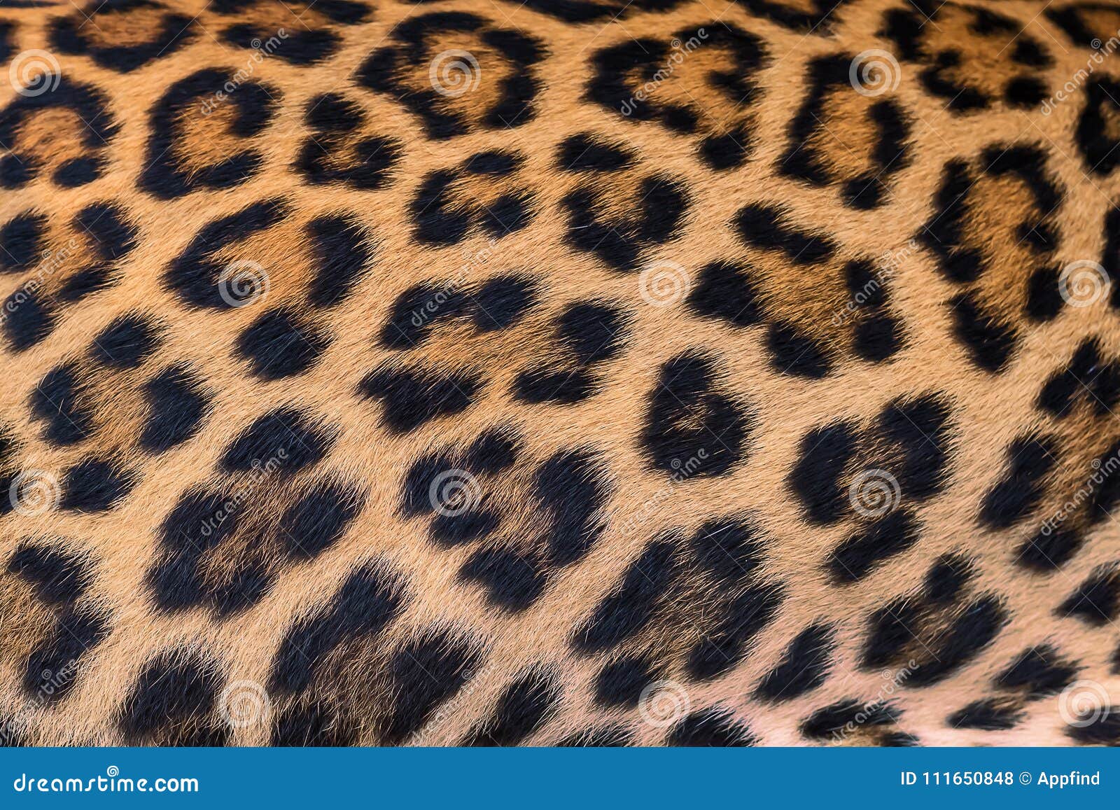 Leopard fur background. stock photo. Image of jaguar - 111650848