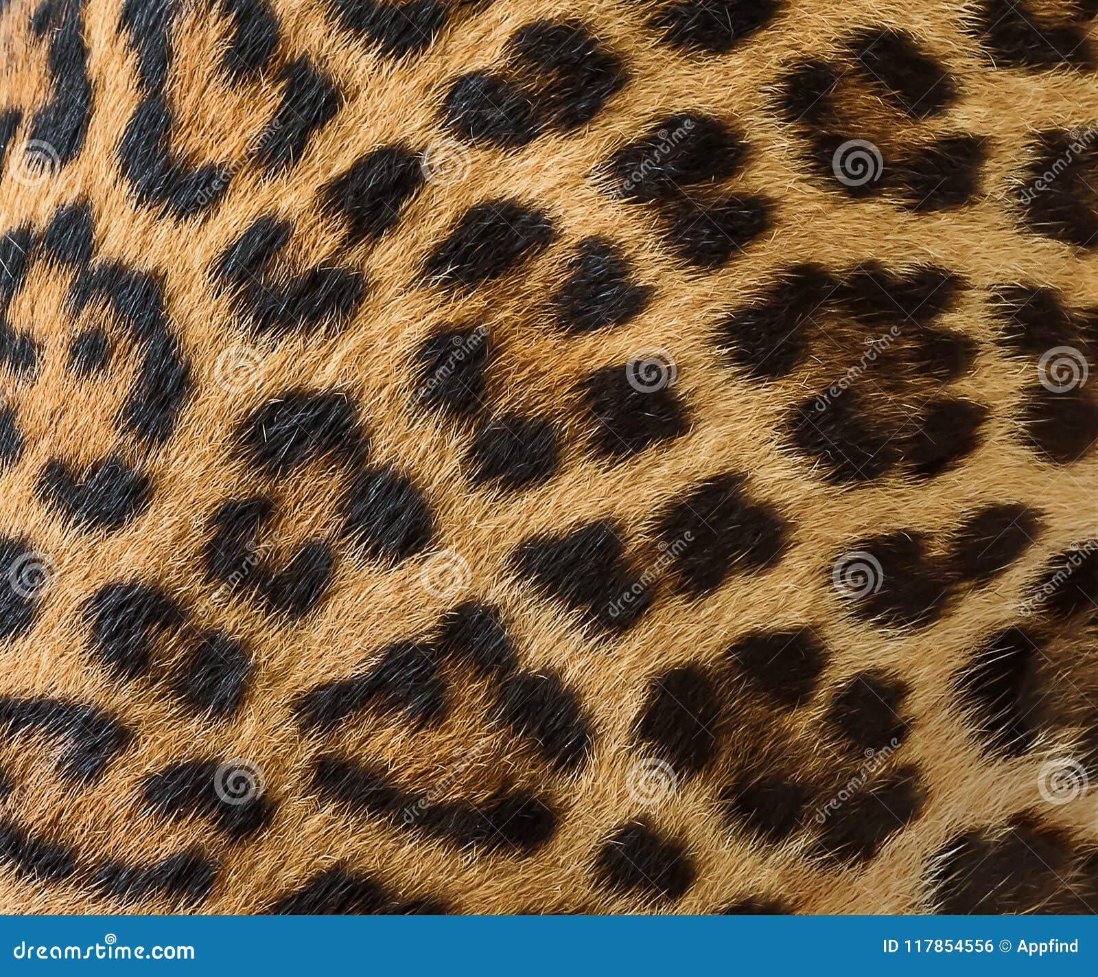 Leopard fur background. stock photo. Image of background - 117854556