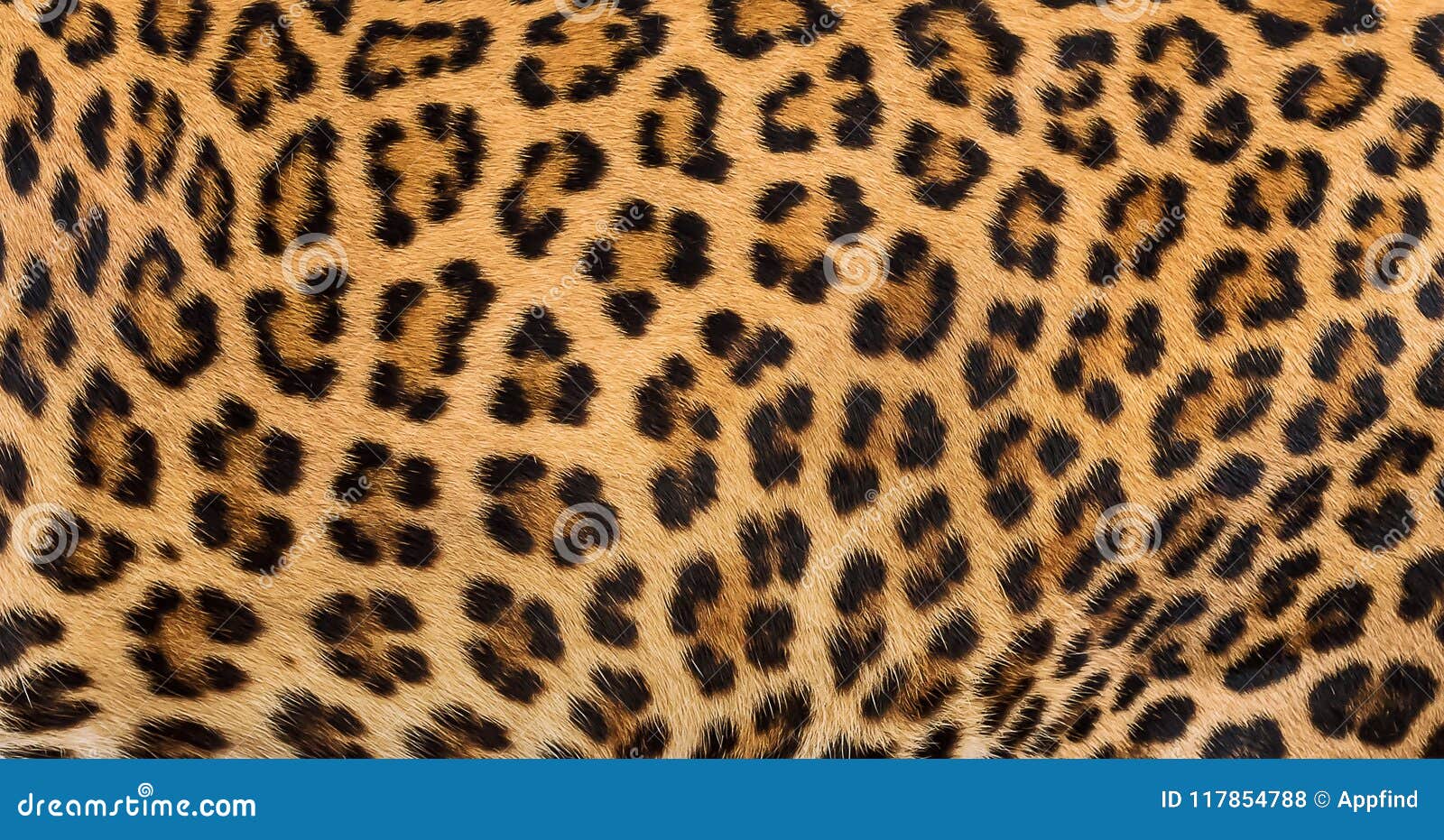 Leopard fur background. stock photo. Image of background - 117854788