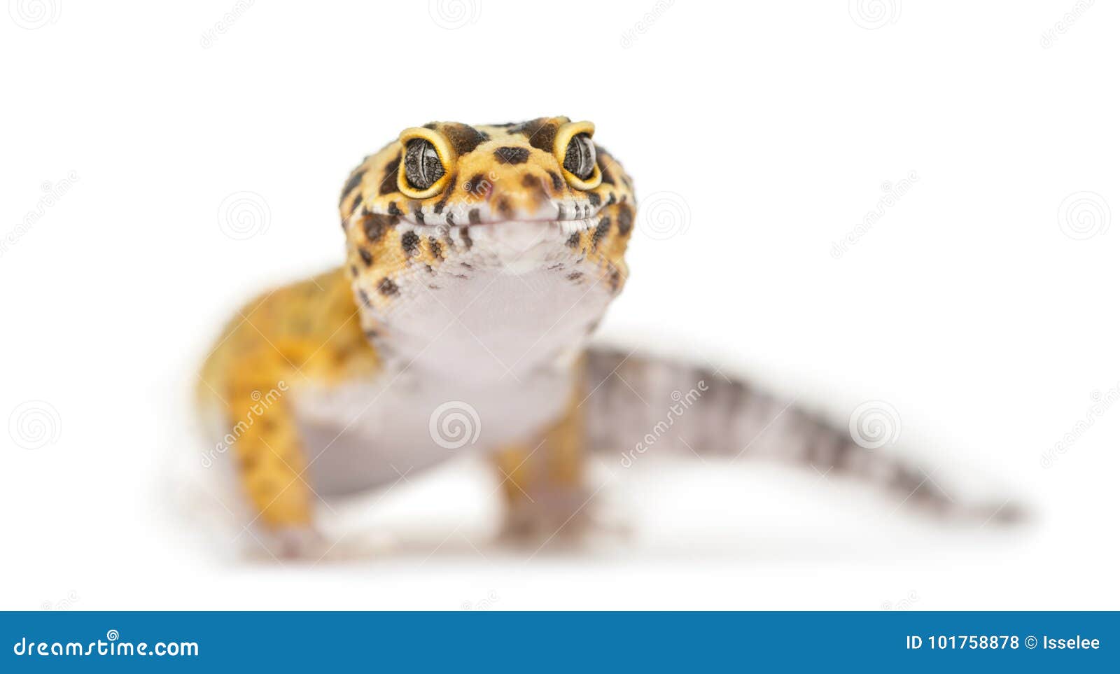 Close-up of a Leopard Gecko, Stock Photo - Image of shot, standing ...
