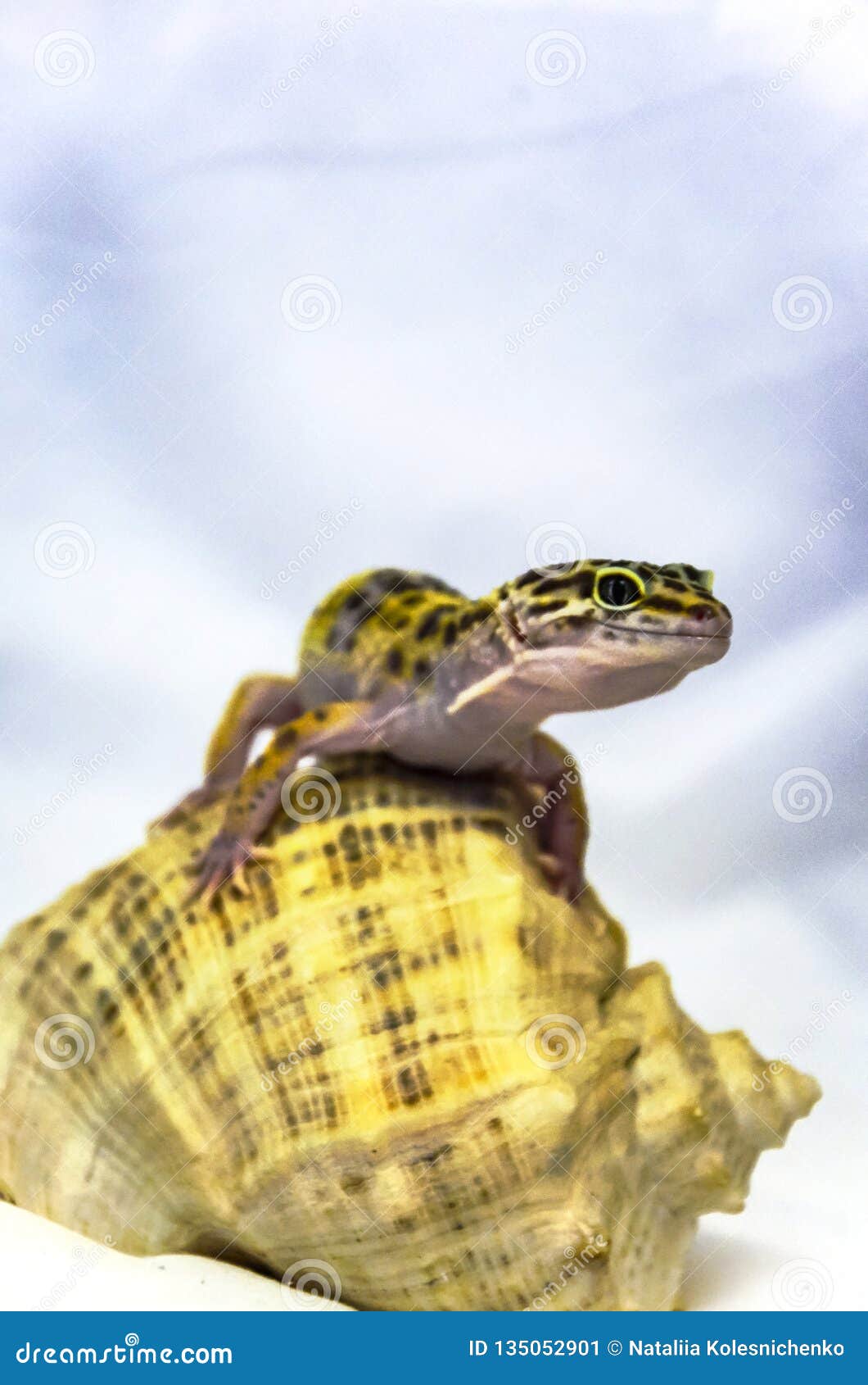 Close-up of a Leopard Gecko Eublephar Living in a Seashell with a Soft ...