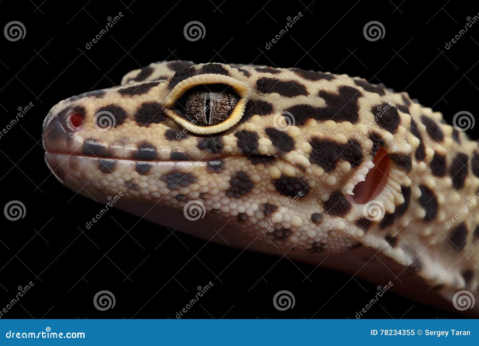 Close-up Leopard Gecko Eublepharis Macularius Isolated on Black ...
