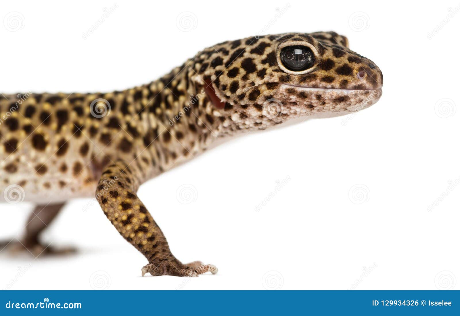 Close-up of a Leopard Gecko`s Profile, Eublepharis Macularius Stock ...