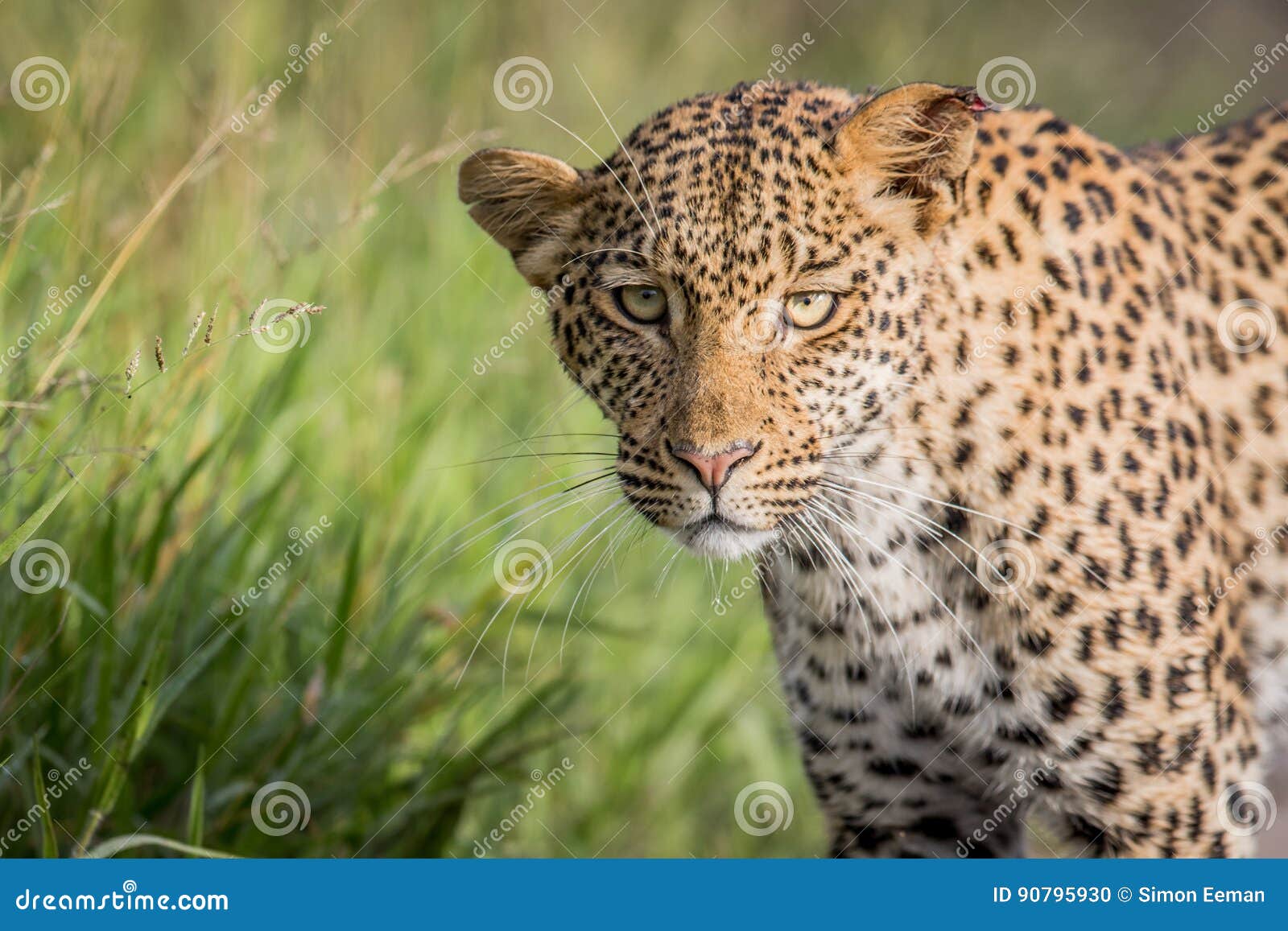 Close up of Leopard head. stock photo. Image of african - 90795930