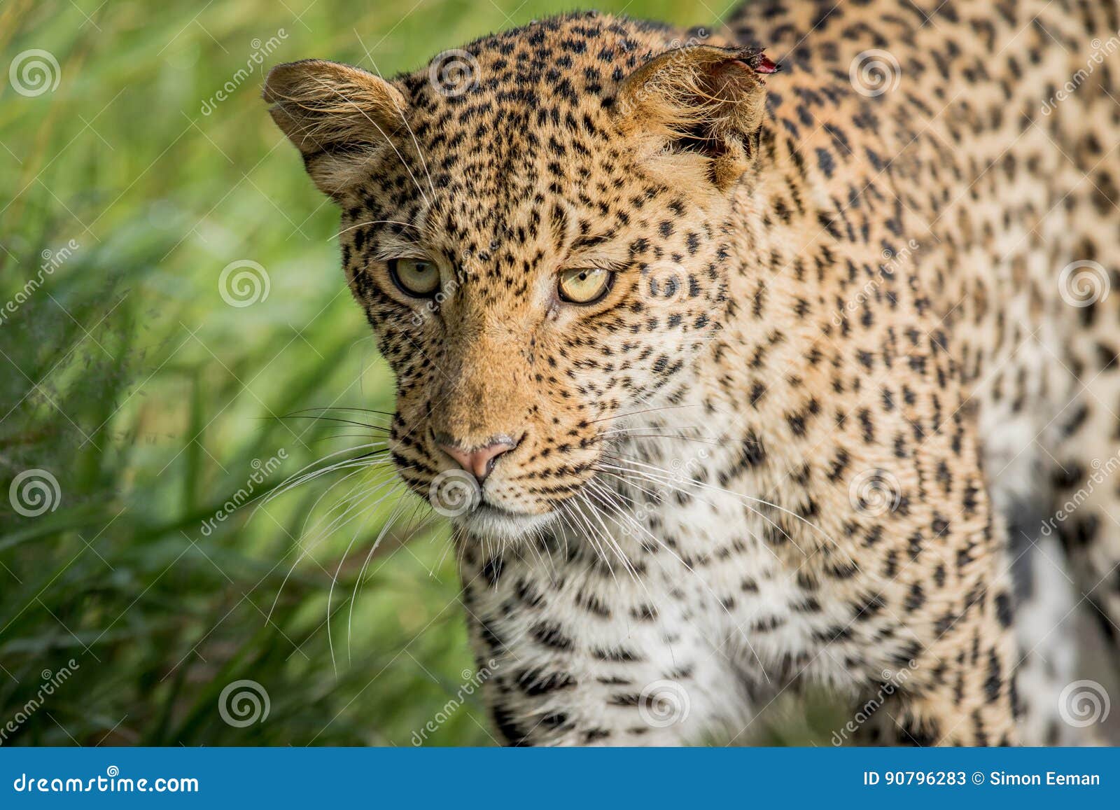 Close up of Leopard head. stock image. Image of mammal - 90796283