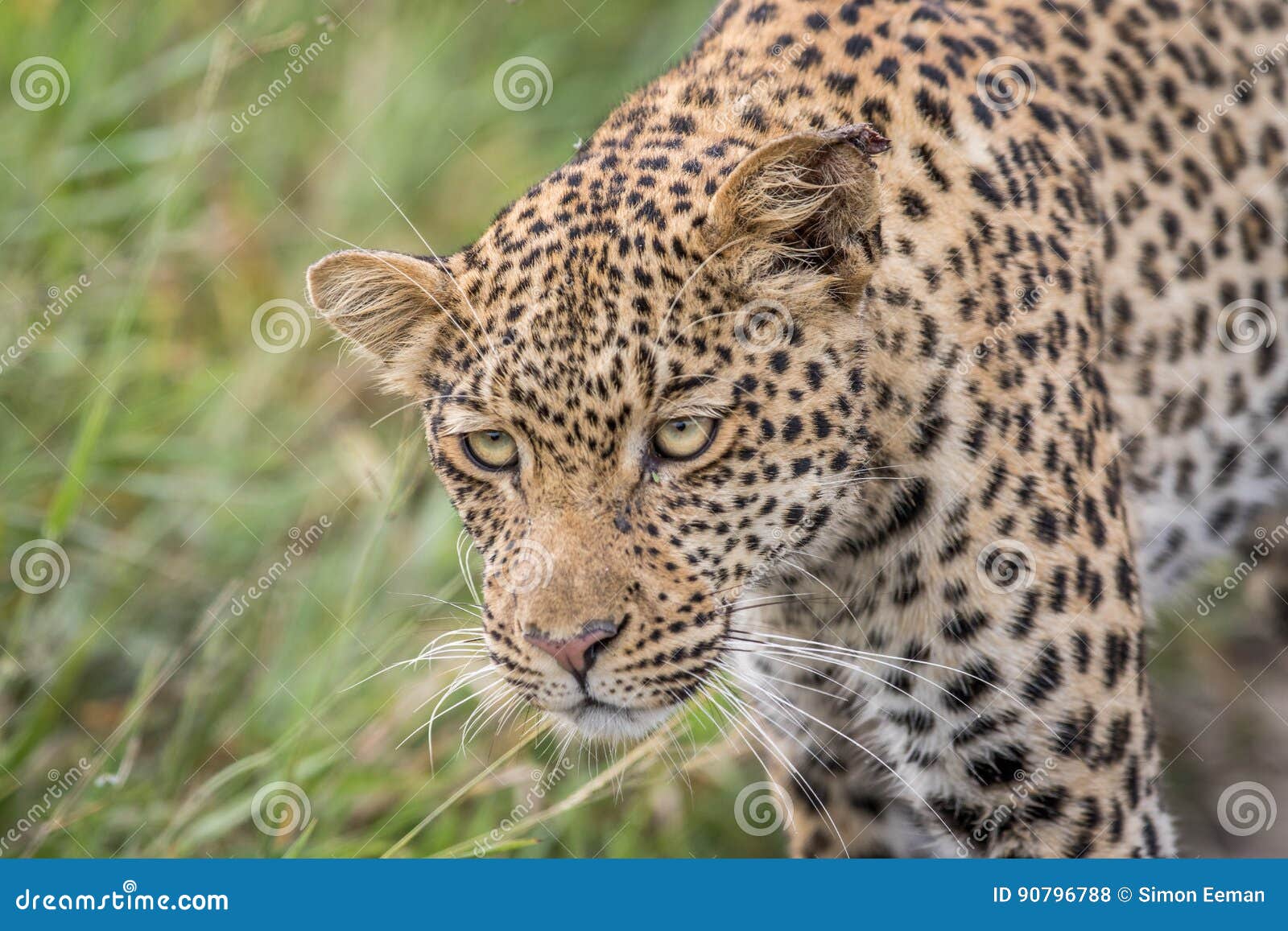 Close Up of a Leopard Head. Stock Photo - Image of cute, park: 90796788