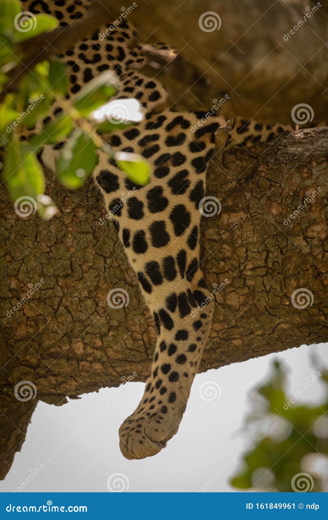 Close-up of Leopard Leg Dangling from Branch Stock Image - Image of ...