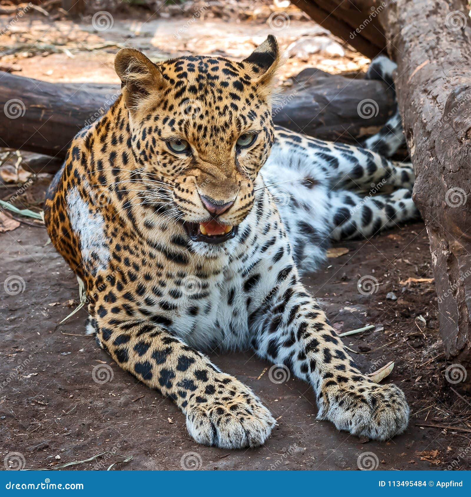 Close up Leopard. stock photo. Image of attentive, danger - 113495484