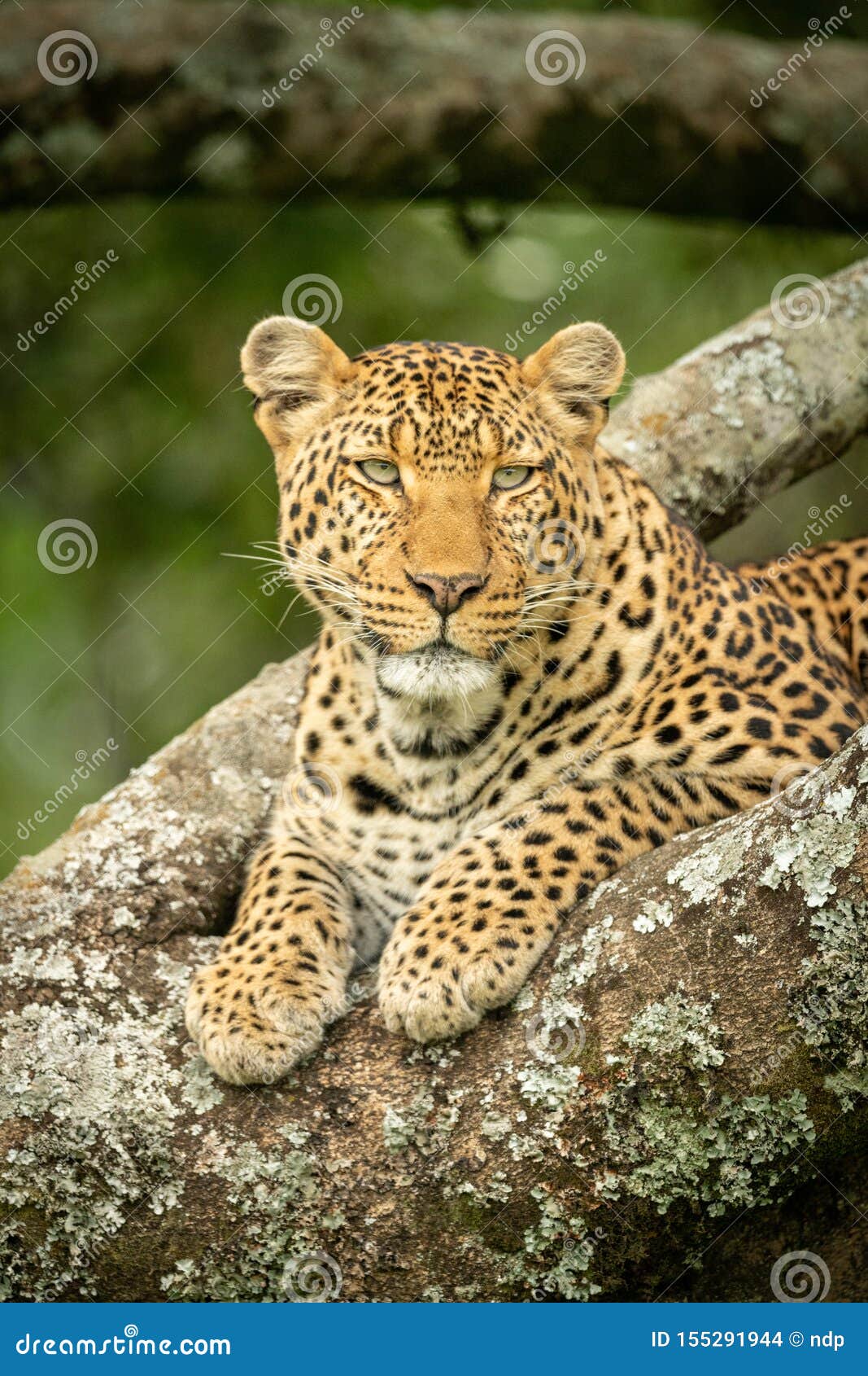 Close-up of Leopard Looking Right in Tree Stock Photo - Image of mammal ...