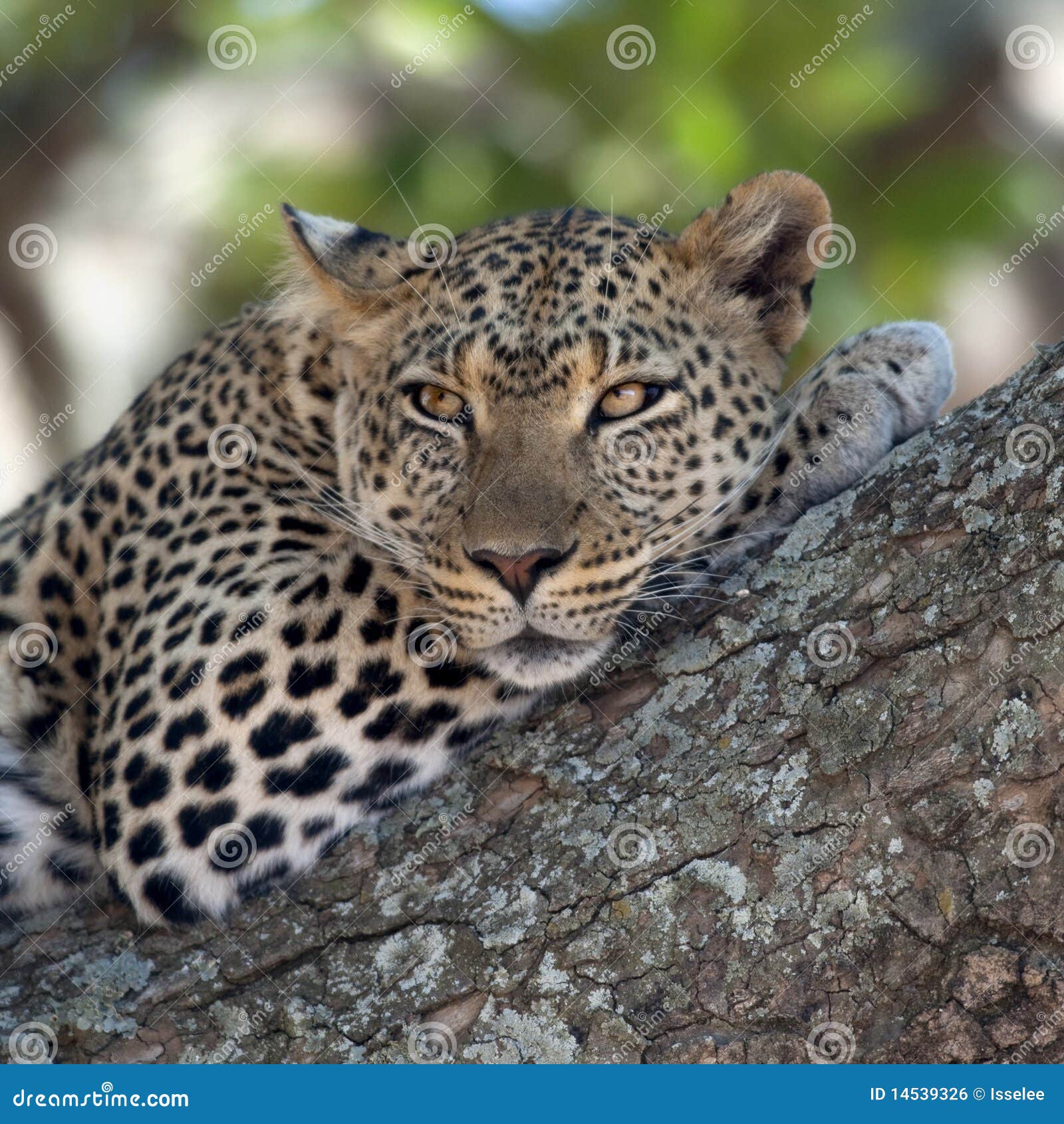 Close-up of a Leopard Lying Stock Photo - Image of wild, away: 14539326