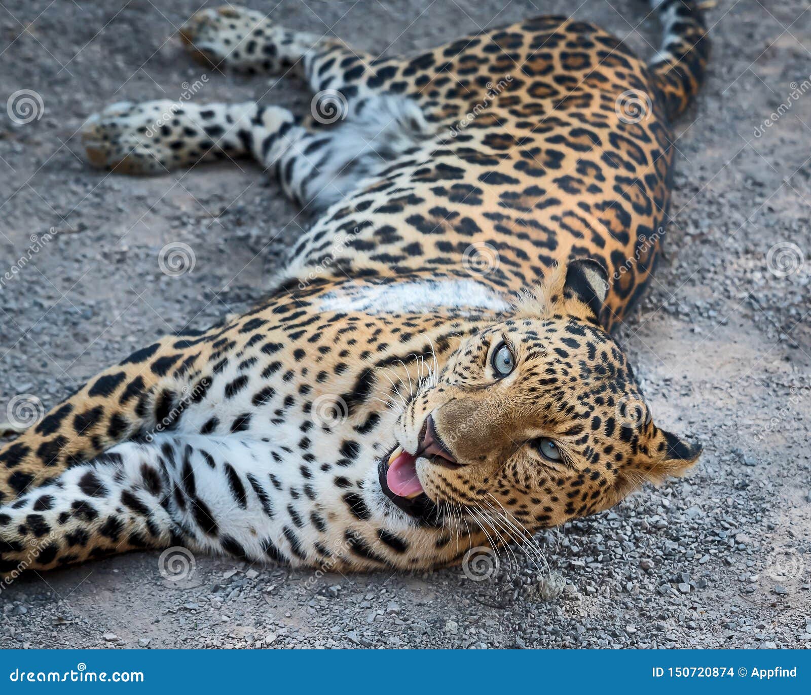 Close up Leopard stock photo. Image of feline, looking - 150720874