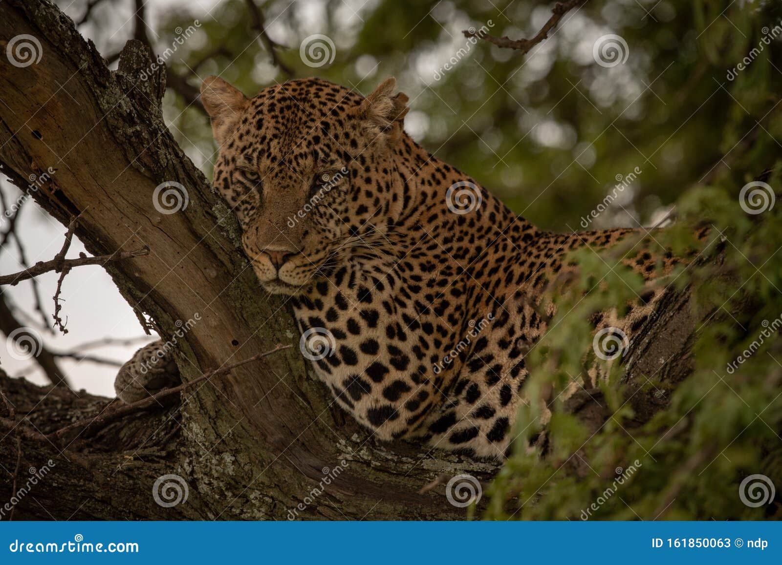 Close-up of Leopard Lying in Tree Looking Down Stock Image - Image of ...