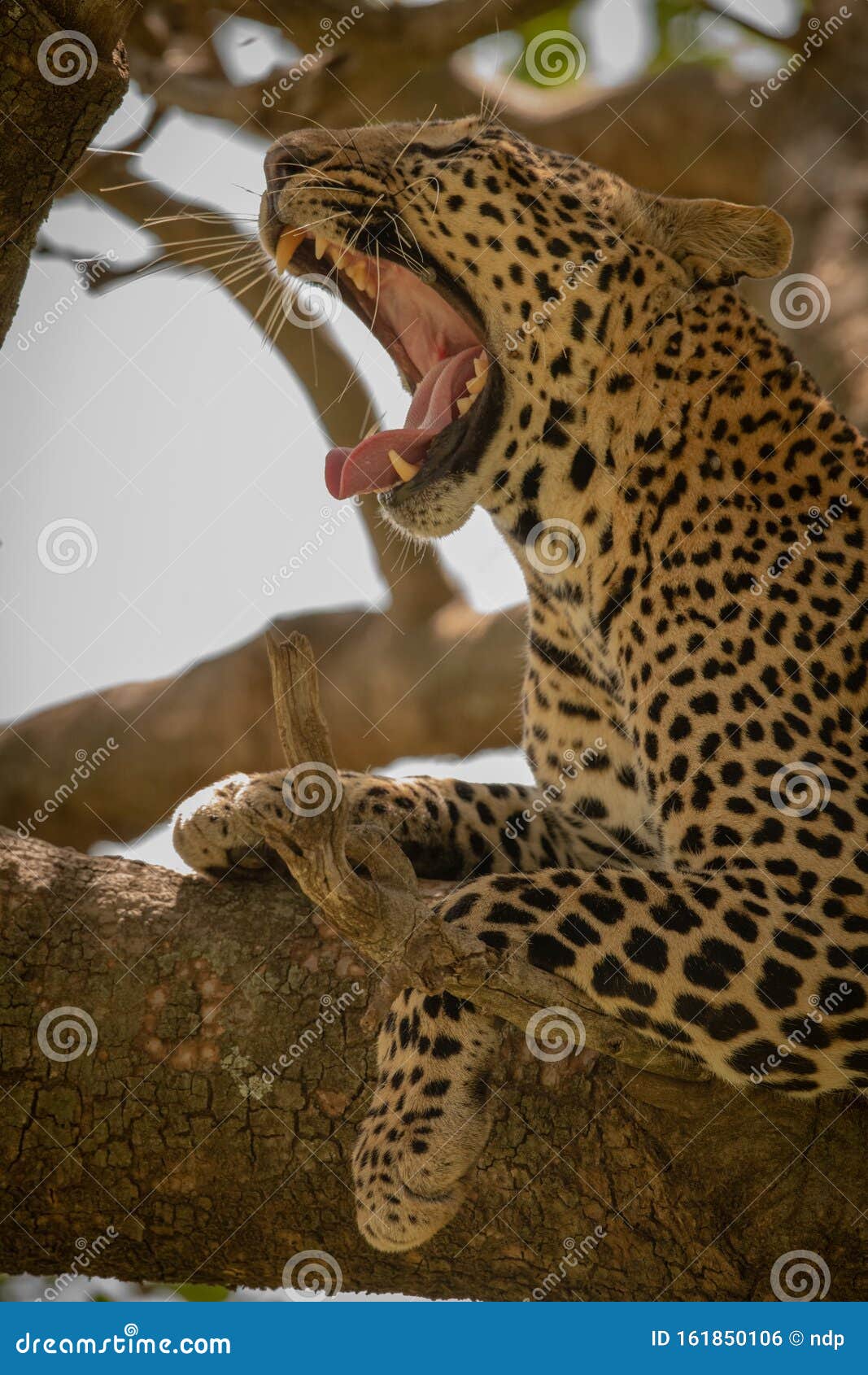 Close-up of Leopard Lying in Tree Yawning Stock Photo - Image of animal ...