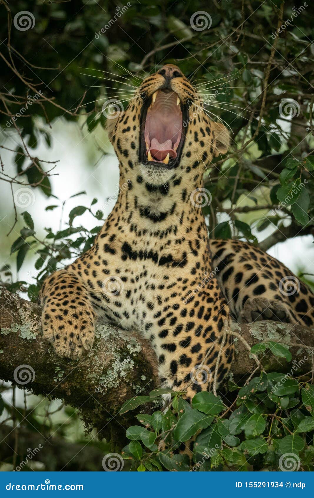 Close-up of Leopard Lying Yawning on Branch Stock Photo - Image of game ...