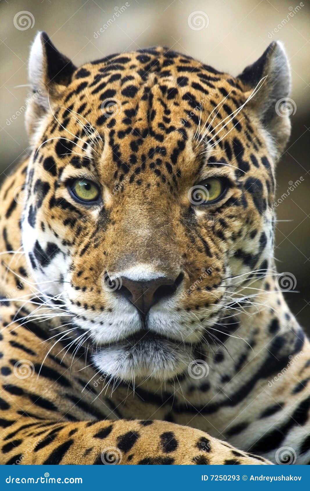 Close up Leopard Portrait stock image. Image of nature - 7250293