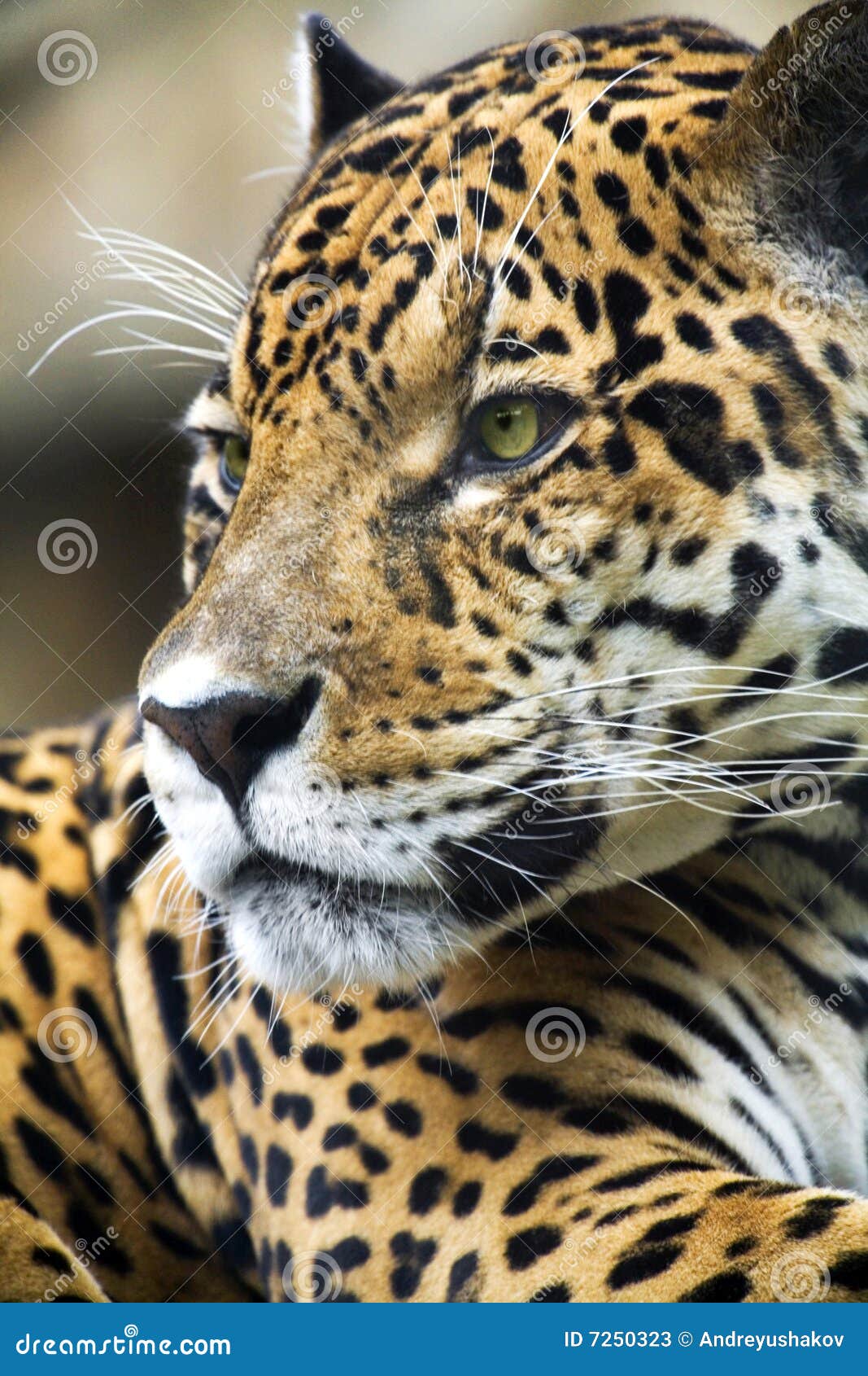 Close up Leopard Portrait stock image. Image of vicious - 7250323
