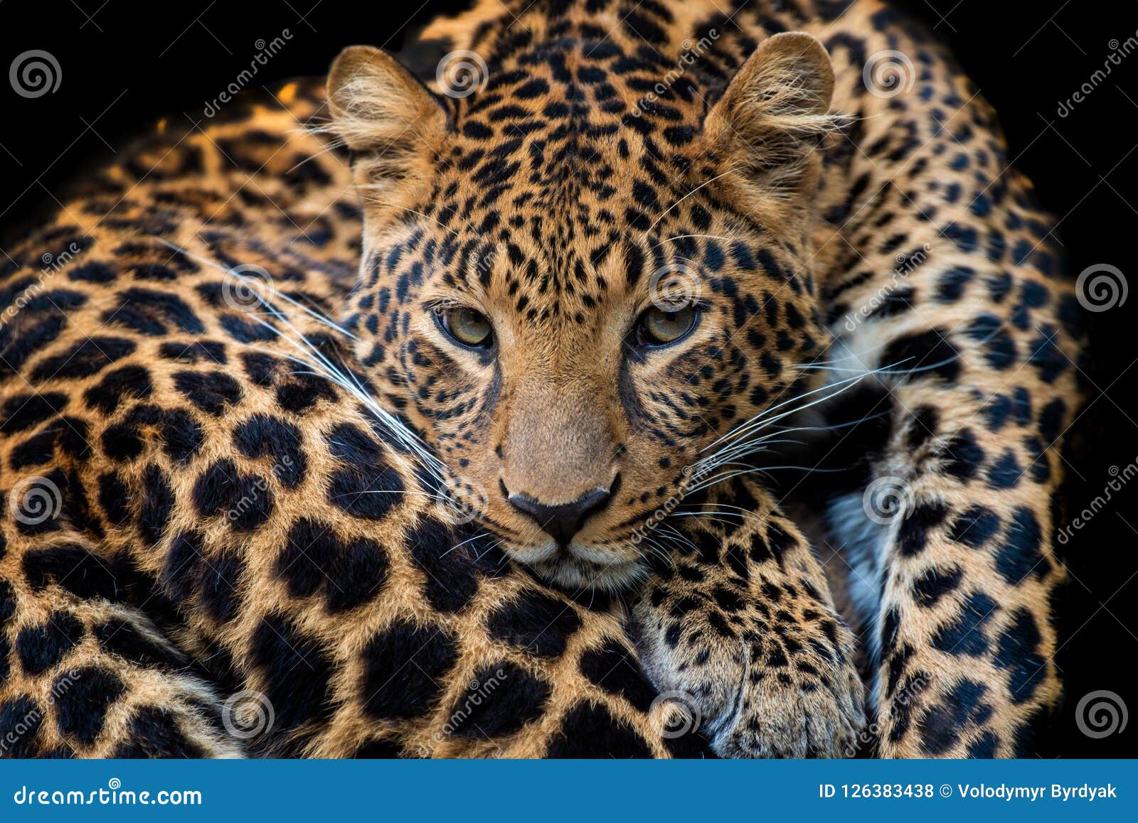 Close up leopard portrait stock photo. Image of park - 126383438