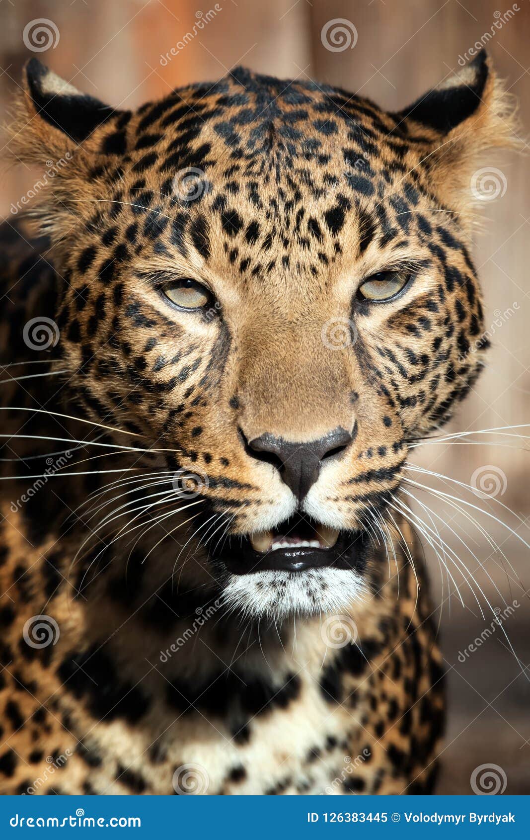 Close up leopard portrait stock image. Image of attentive - 126383445