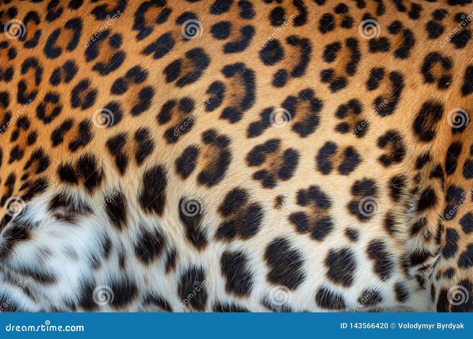 Leopard real fur texture stock photo. Image of coat - 143566420