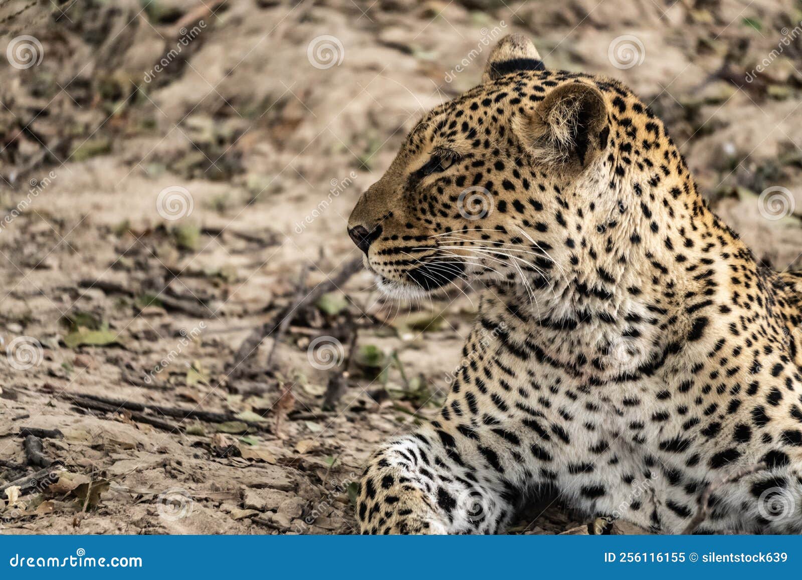 Close-up of a Leopard Resting in the Bush after Eating Stock Image ...