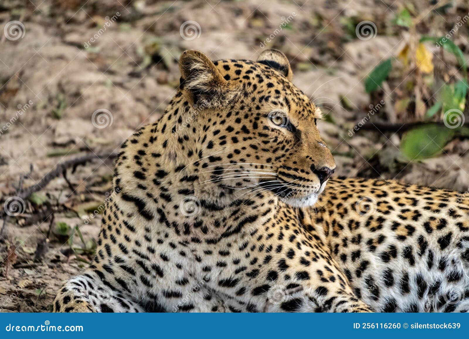 Close-up of a Leopard Resting in the Bush after Eating Stock Photo ...