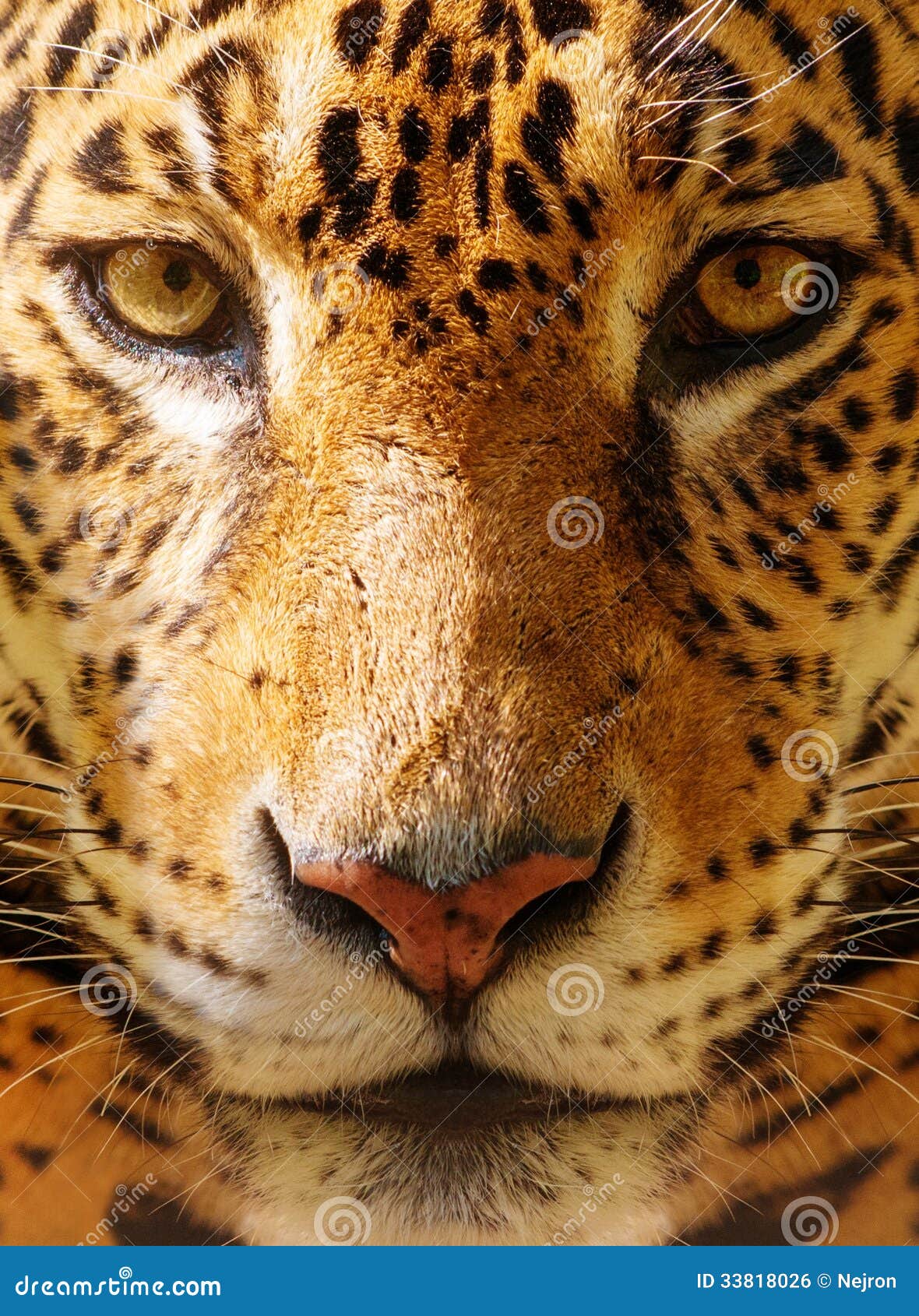 Close-up of a leopard stock photo. Image of spots, muzzle - 33818026