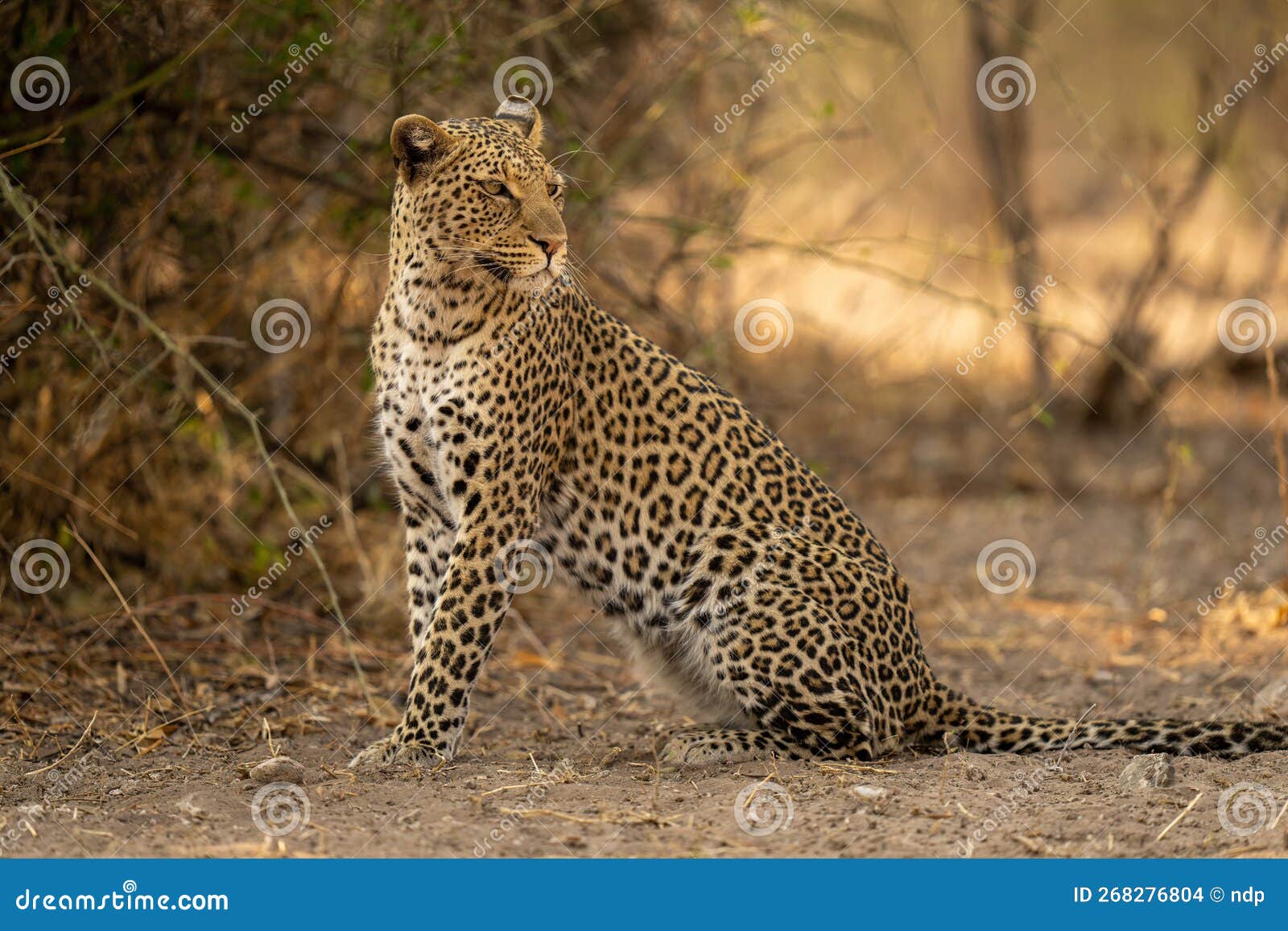 Close-up of Leopard Sitting Looking Over Shoulder Stock Photo - Image ...