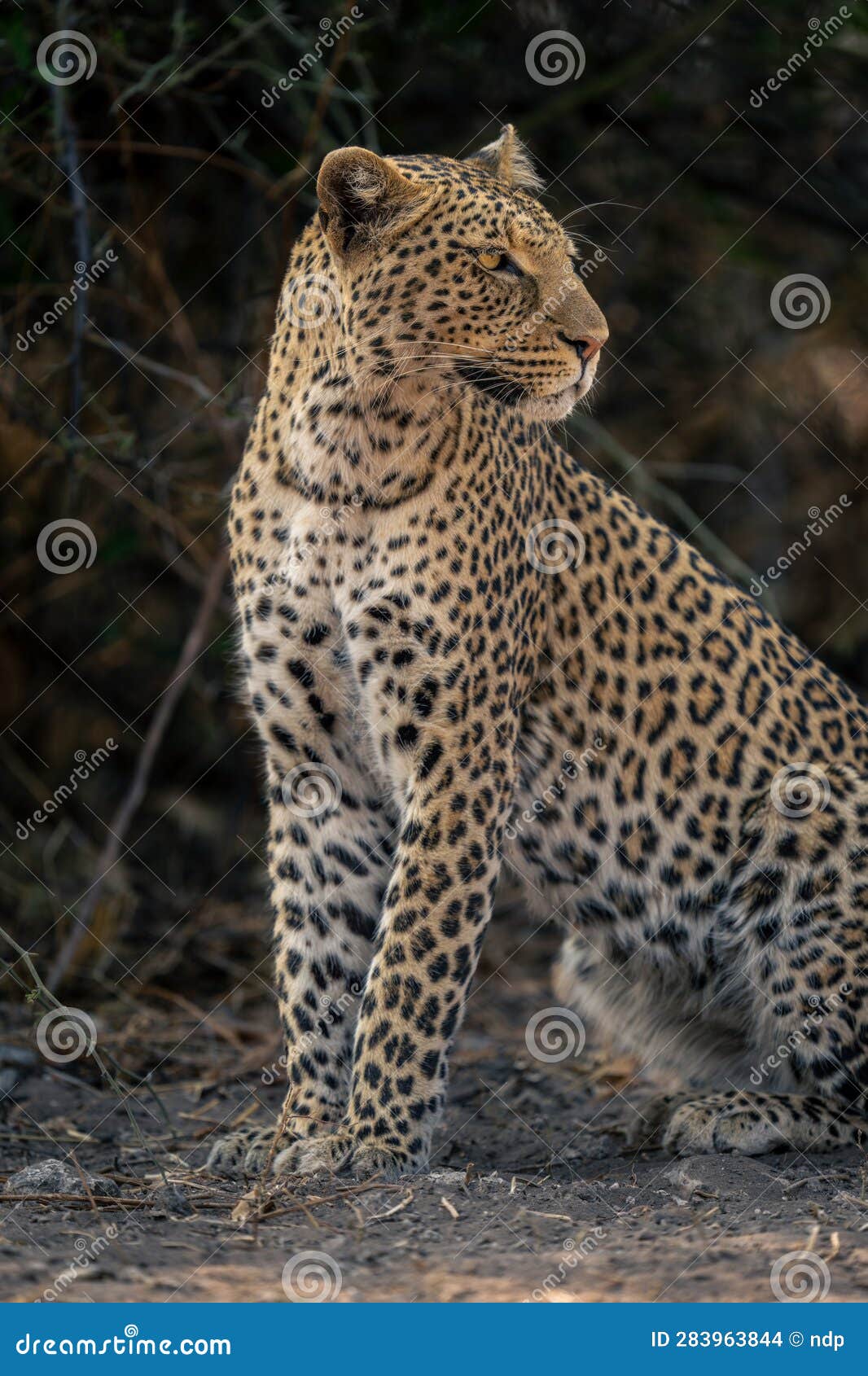 Close-up of Leopard Sitting Staring Over Shoulder Stock Photo - Image ...