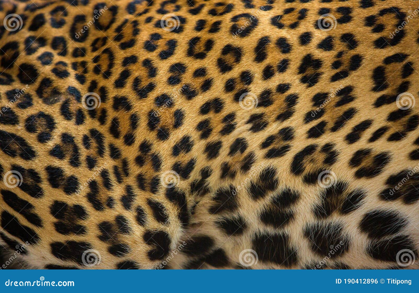 Close-up of Leopard Skin on the Background Stock Photo - Image of print ...
