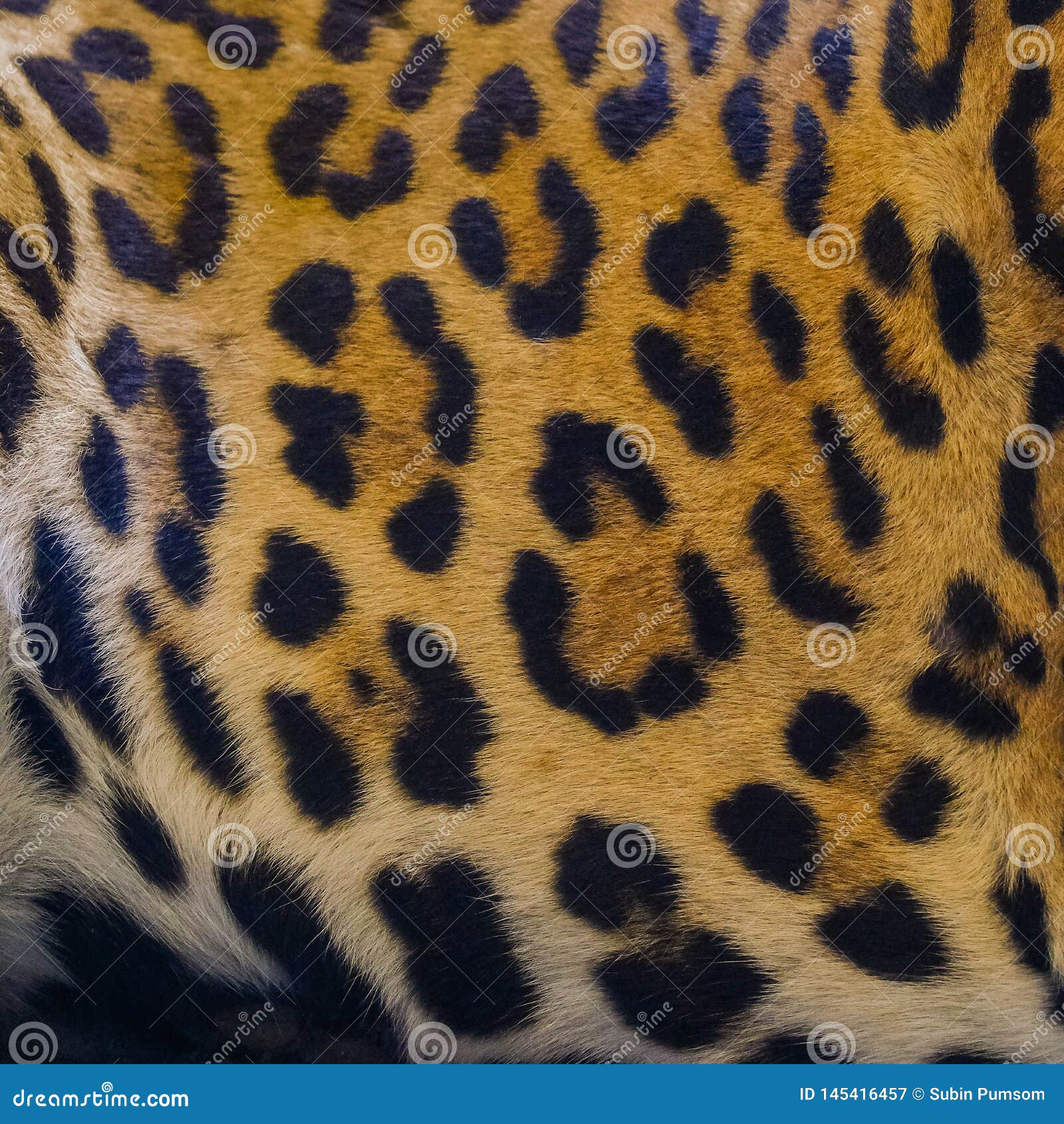 Close Up Leopard Spot Pattern Background Stock Image - Image of skin ...