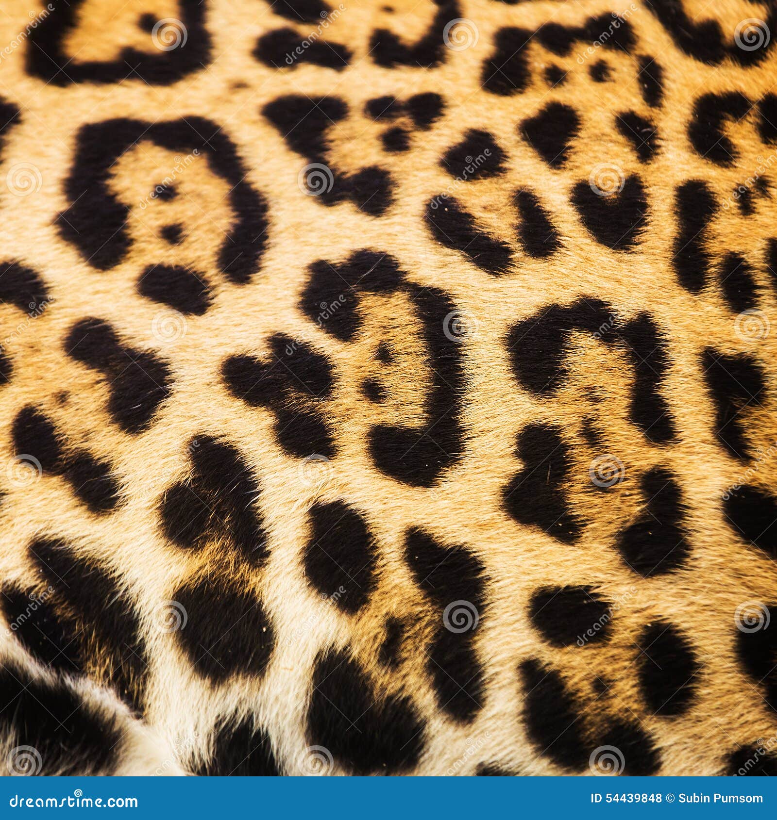 Close Up Leopard Spot Pattern Texture Stock Photo - Image of gradient ...