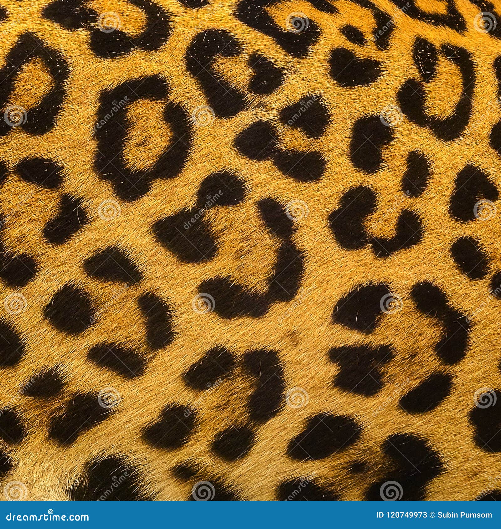 Closeup Leopard Spot Pattern Texture Background Stock Image - Image of ...