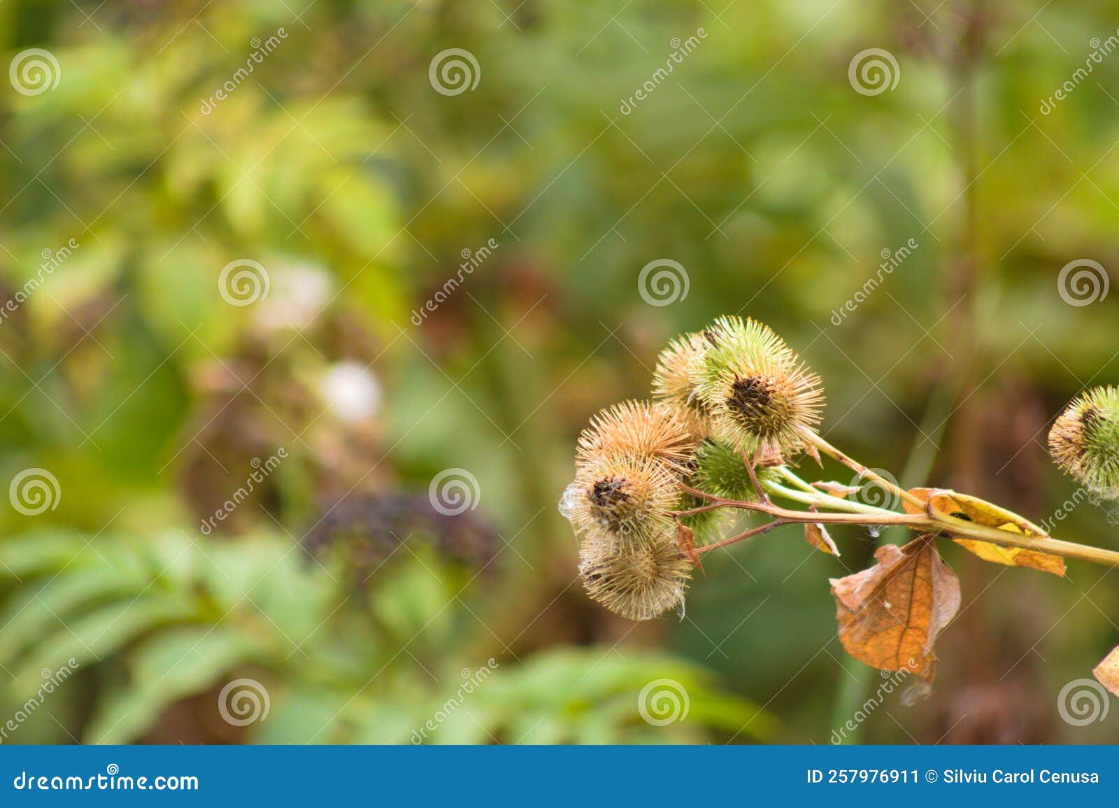 Closeup of Lesser Burdock Spherical Seeds with Blurred Plants on ...
