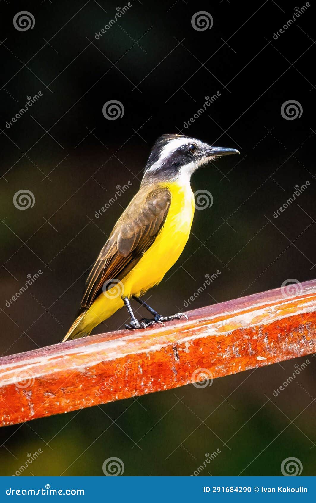Close Up Lesser Kiskadee Bird on Dark Background Stock Photo - Image of ...