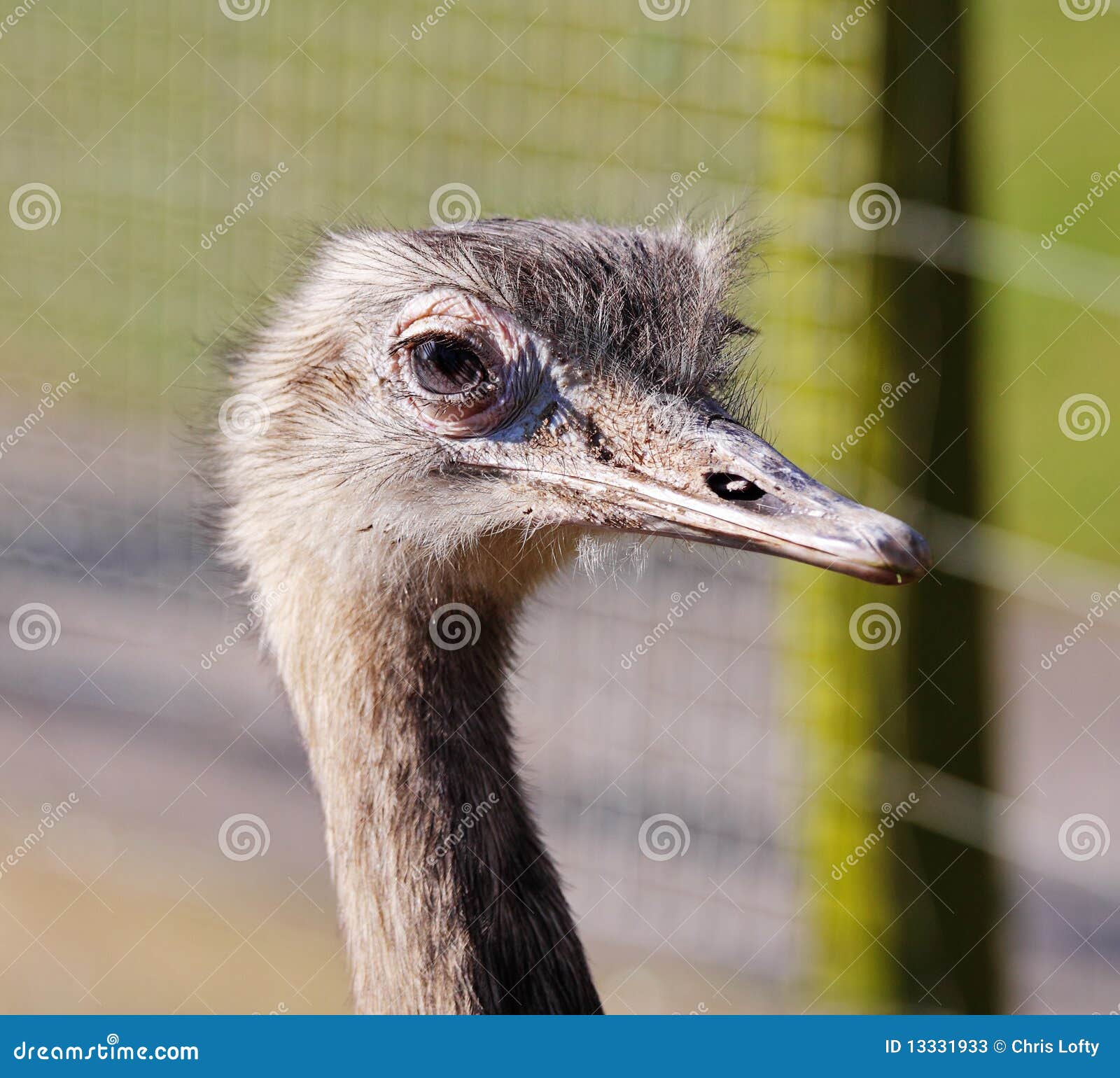 Close-up of a Lesser Rhea stock image. Image of wildlife - 13331933